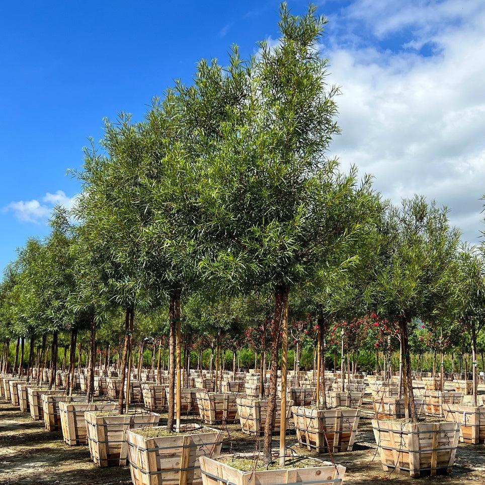 Mature Trees for Sale | Large Trees for Sale Online | Yardwork Nursery