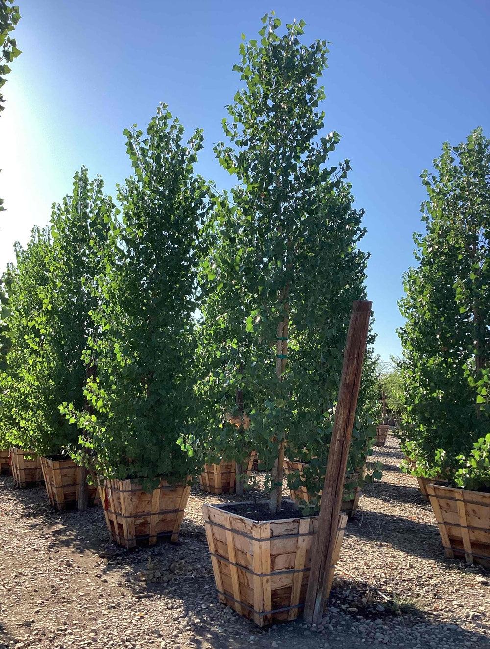 Fremont Cottonwood - Populus Fremontii – Yardwork