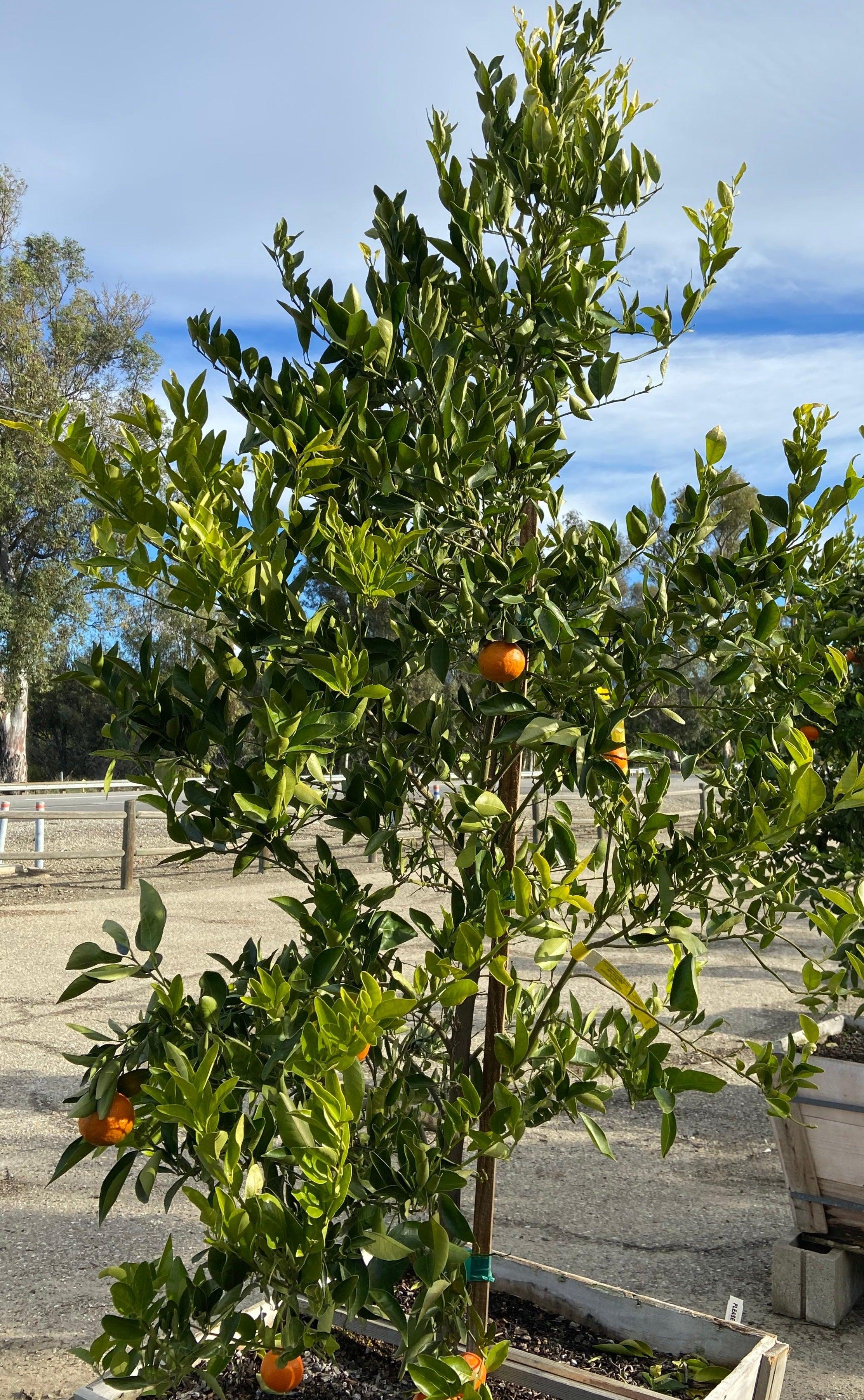 Dancy Tangerine - Citrus reticulata 'Dancy' – Yardwork