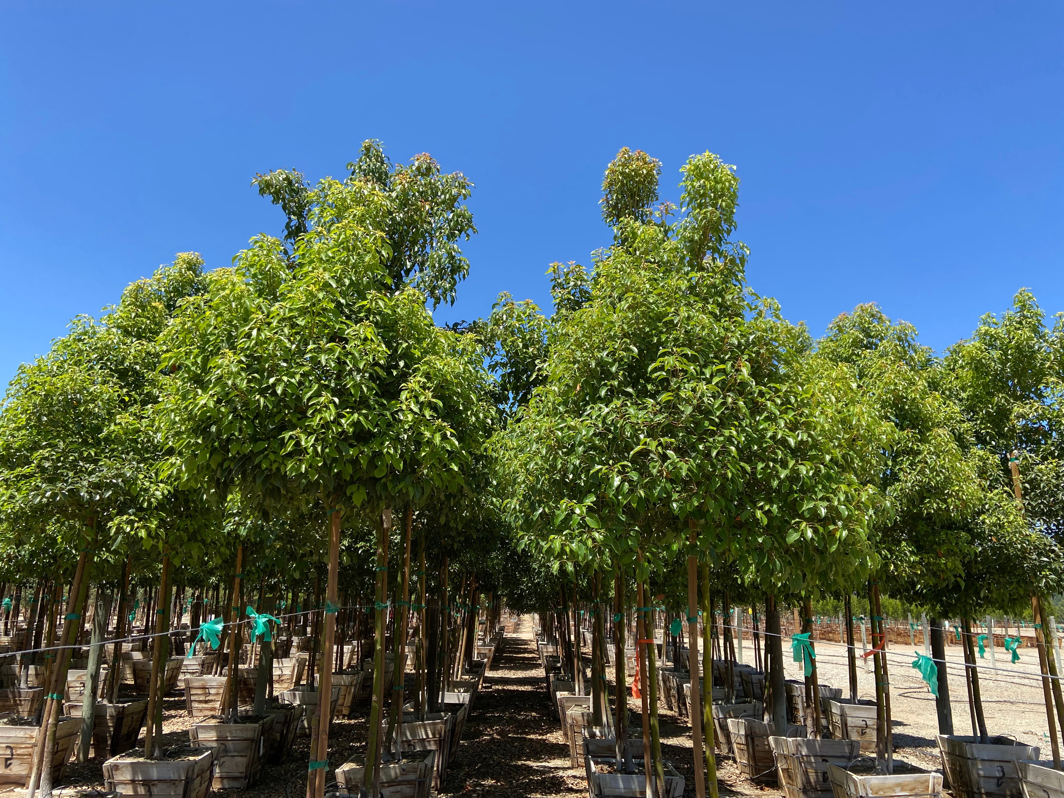 Camphor Tree for Sale | Cinnamomum camphora | Use Yardwork
