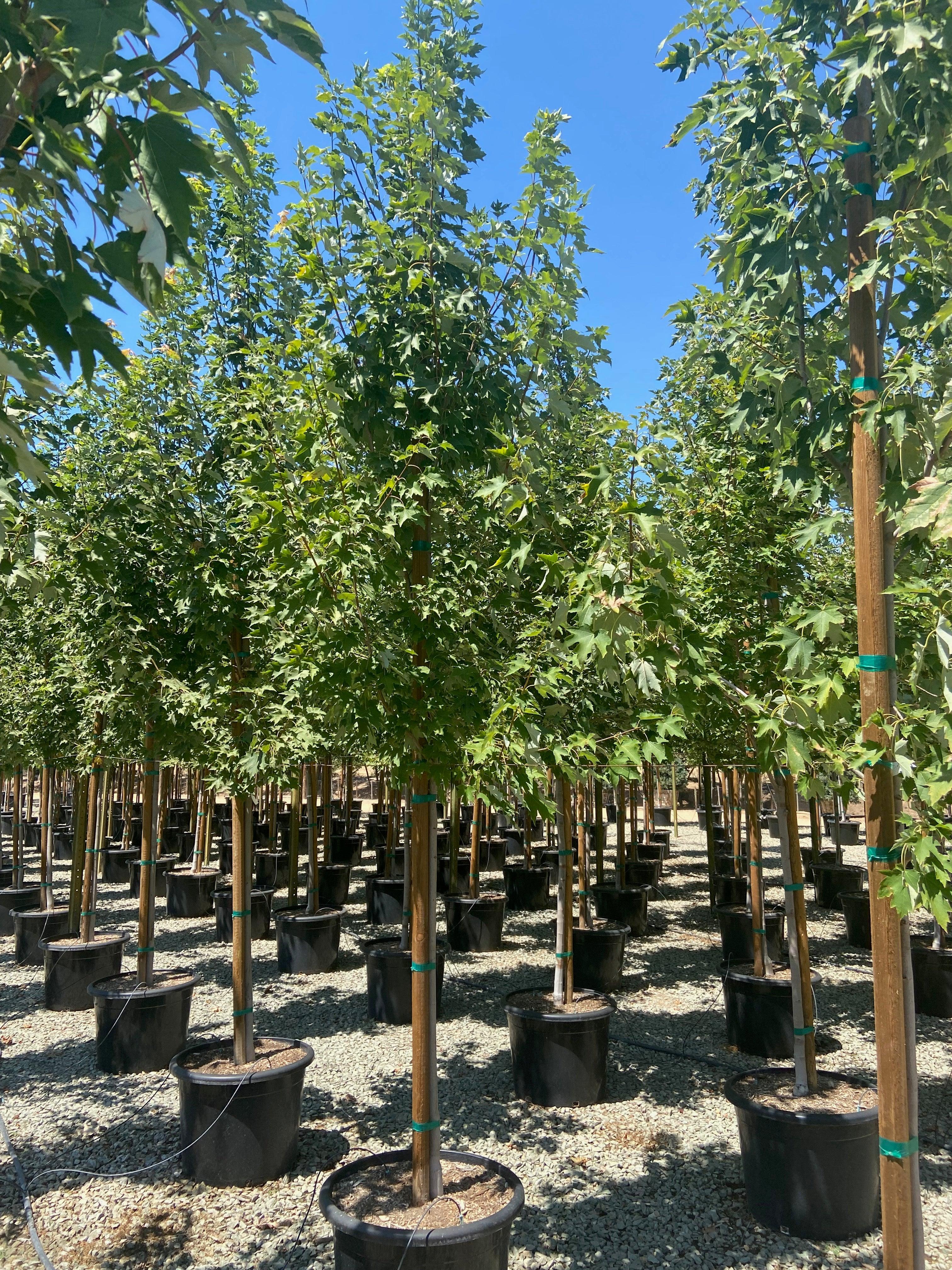 Columnar Red Maple (Acer rubrum ‘Armstrong’) – Yardwork