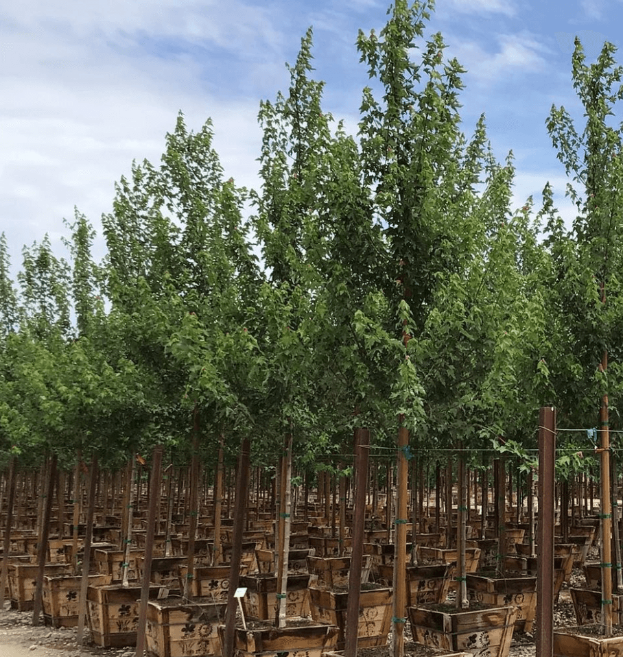 Red Pointe ® Red Maple - Acer Rubrum ‘Redpointe’ ® – Yardwork