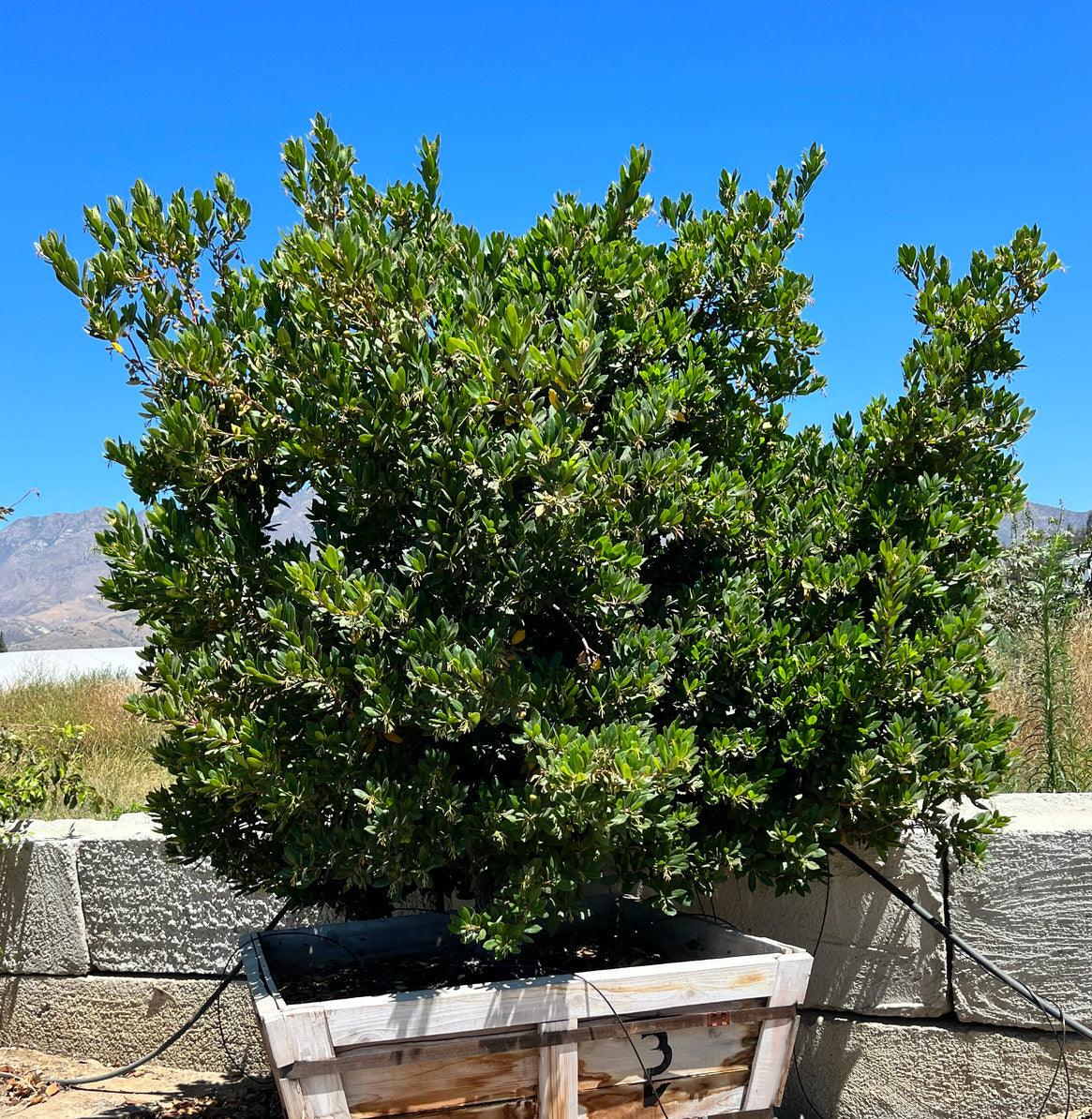 Dwarf Strawberry Tree Arbutus Unedo 'Compacta' – Yardwork
