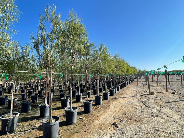 Nursery Near Me | Evergreen Trees, Fast Growing Trees, Privacy Trees ...