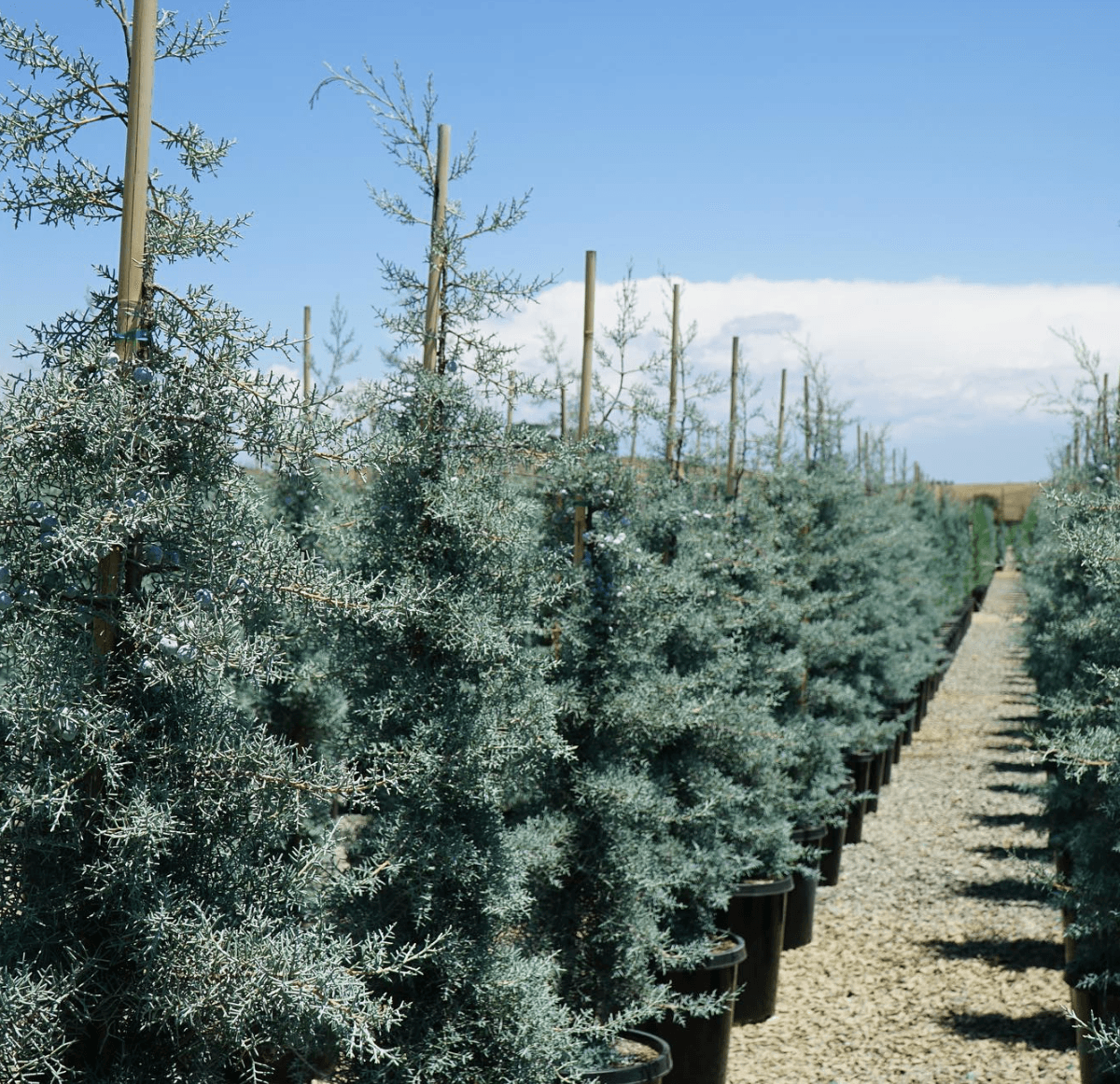 Blue Ice Arizona Cypress - Cupressus arizonica var. glabra 'Blue Ice ...