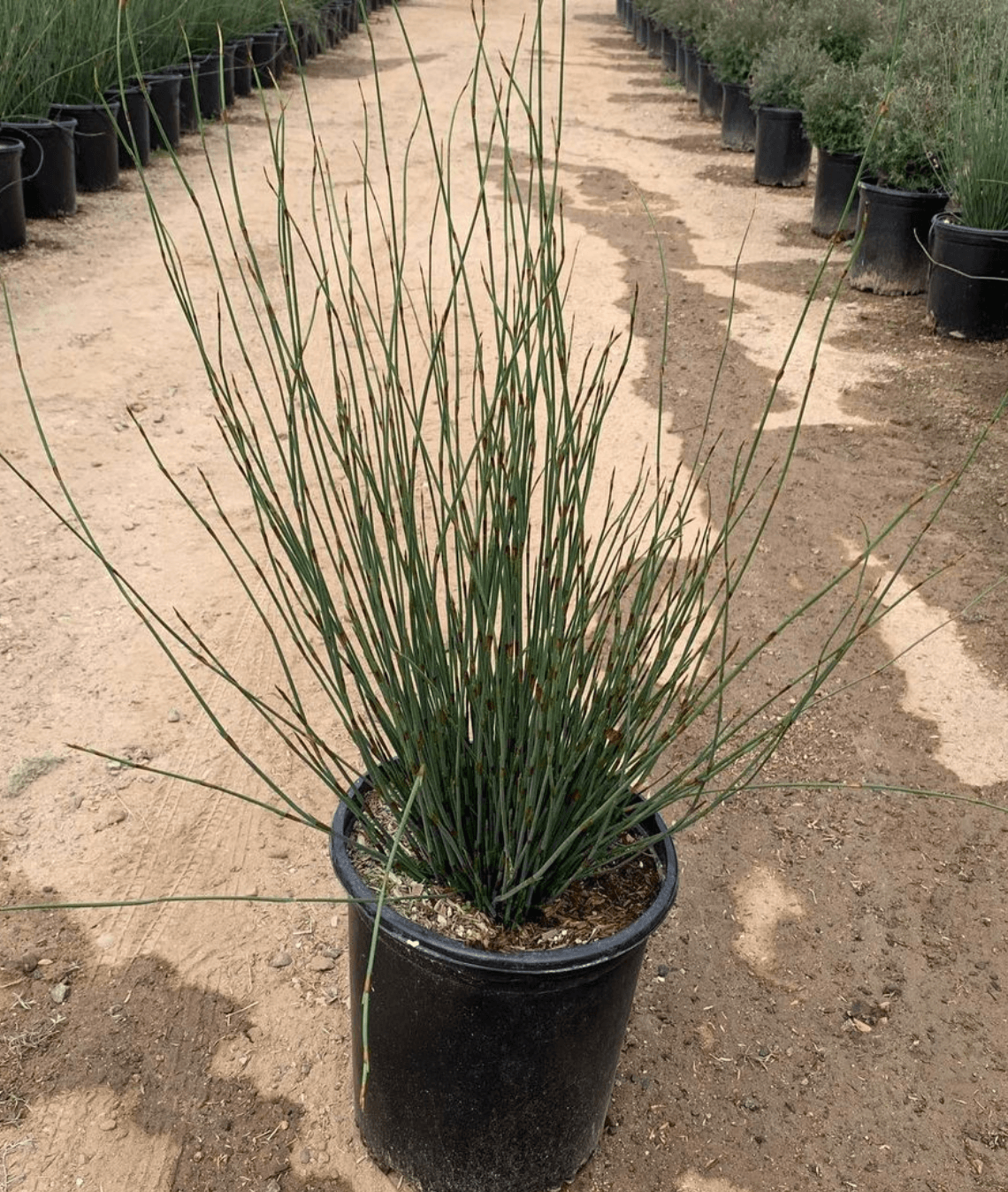 Chondropetalum Tectorum (Cape Rush) – Yardwork