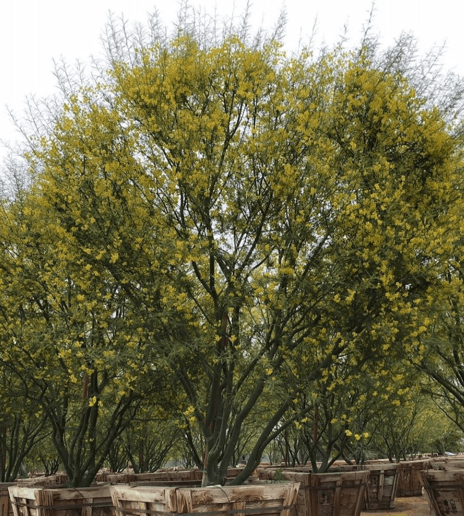 Palo Verde Cercidium hybrid Parkinsonia ‘Desert Museum’ – Yardwork