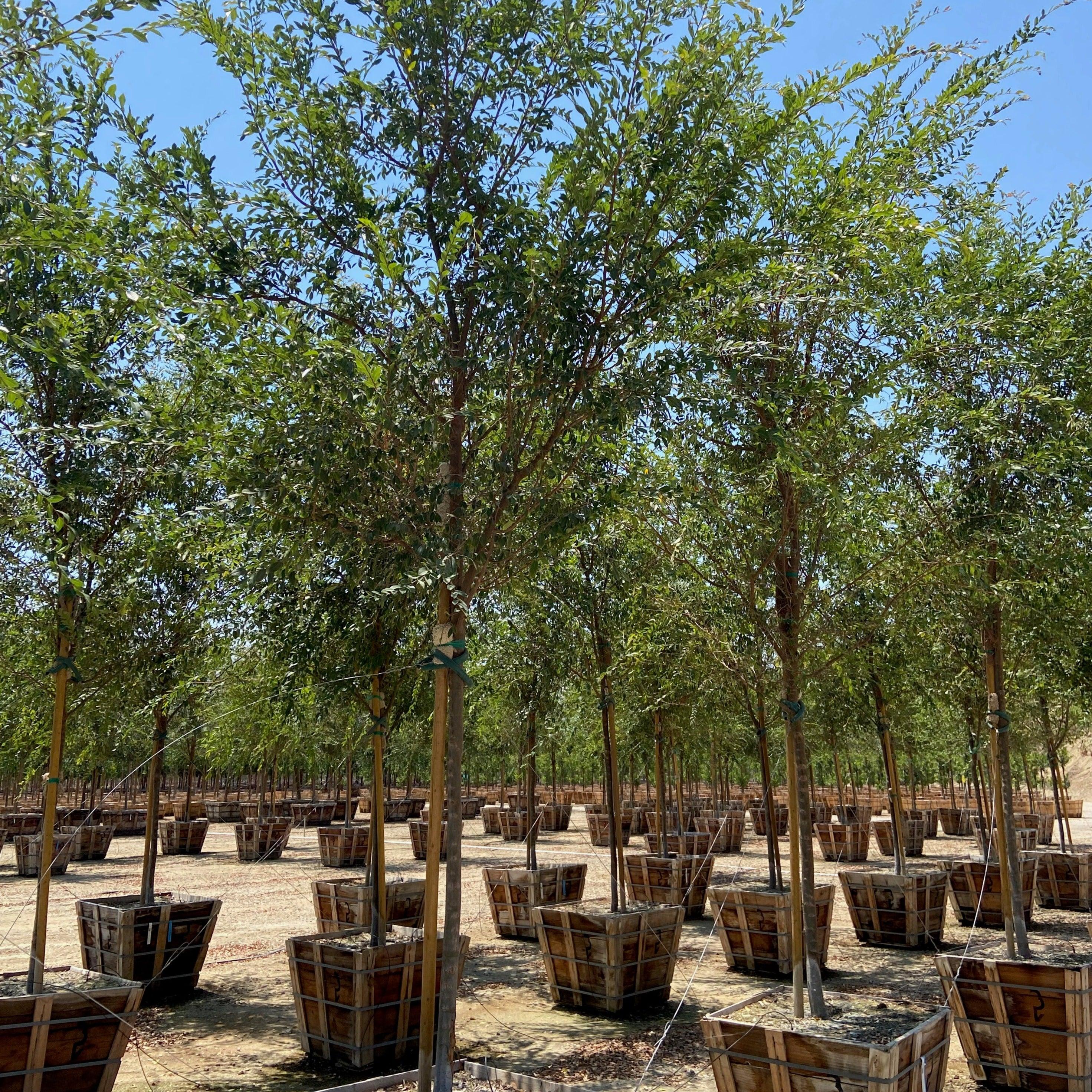 Chinese Elm True Green - Ulmus Parvifolia 'True Green' – Pulled Nursery