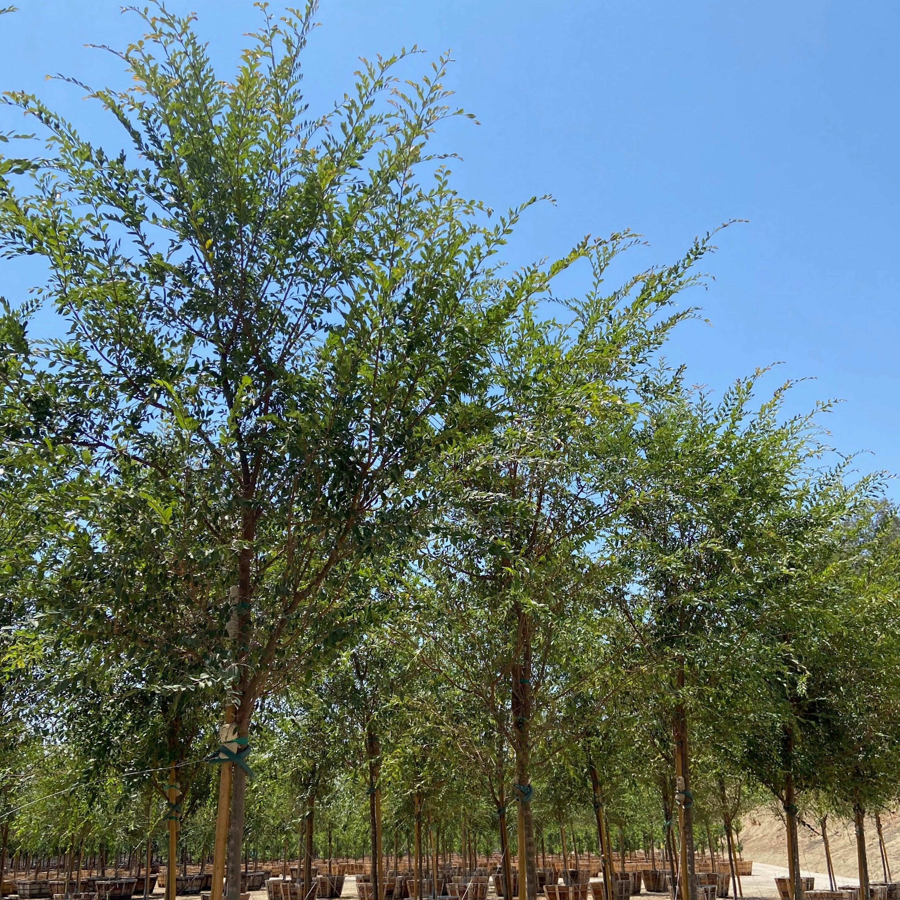 Chinese Elm True Green - Ulmus Parvifolia 'True Green' – Yardwork