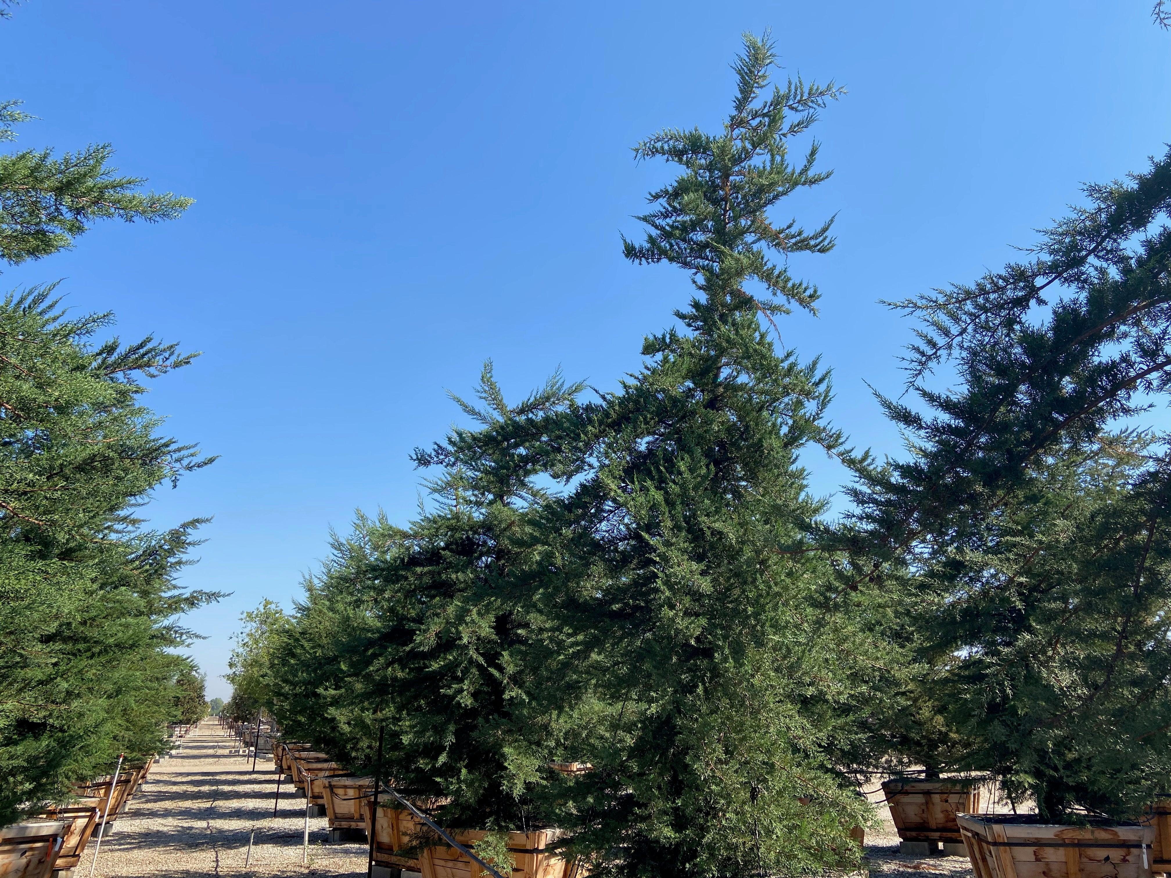 Monterey Cypress - Cupressus macrocarpa – Yardwork