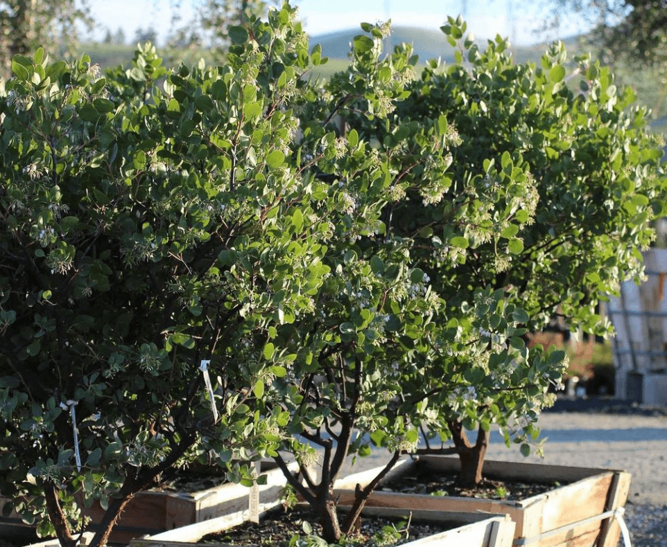 Dr. Hurd Manzanita Tree for Sale | Arctostaphylos Manzanita – Yardwork