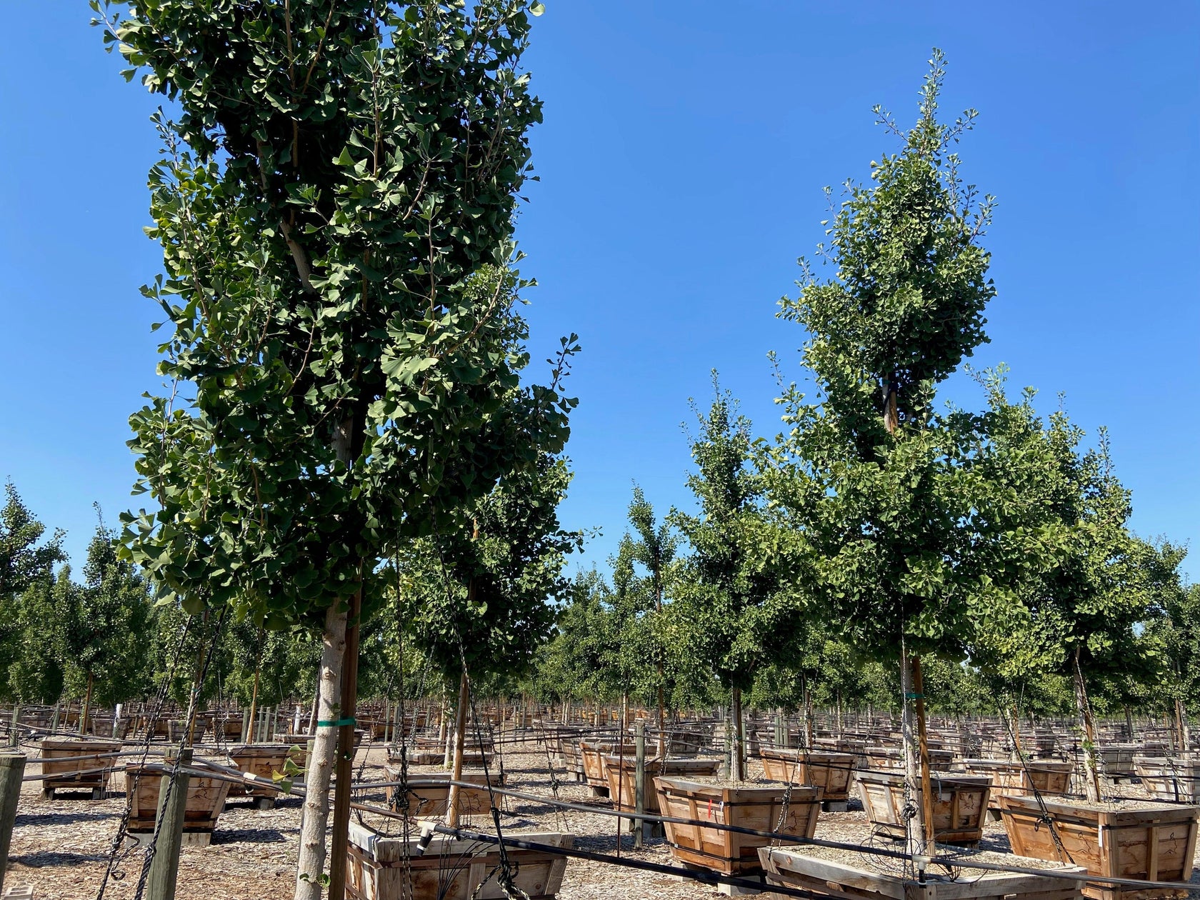 Mature Trees for Sale | Large Trees for Sale Online | Yardwork Nursery