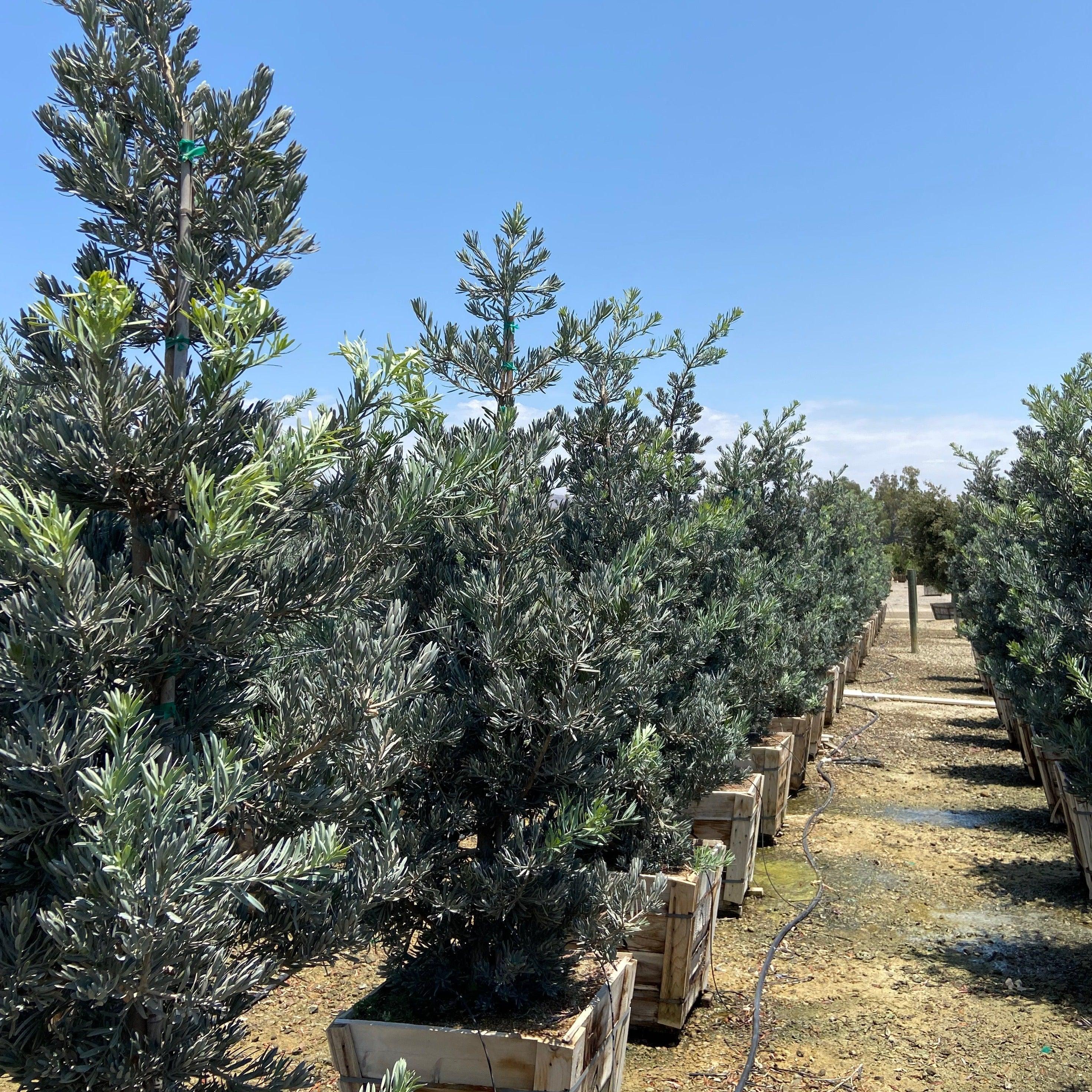 Podocarpus Icee Blue - Icee Blue Fern Pine – Yardwork