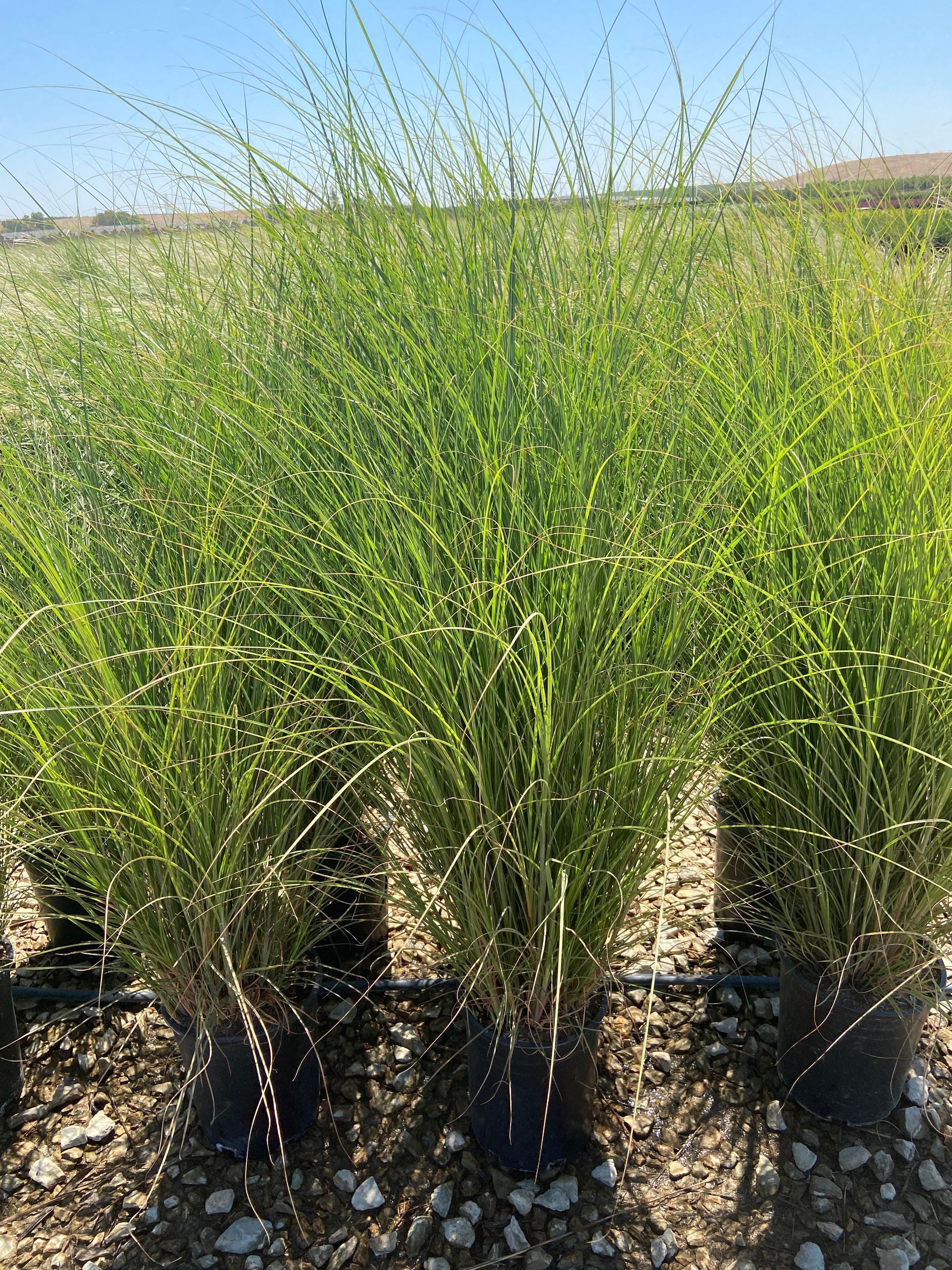 Variegated Maiden Grass - Miscanthus Gracillimus – Yardwork