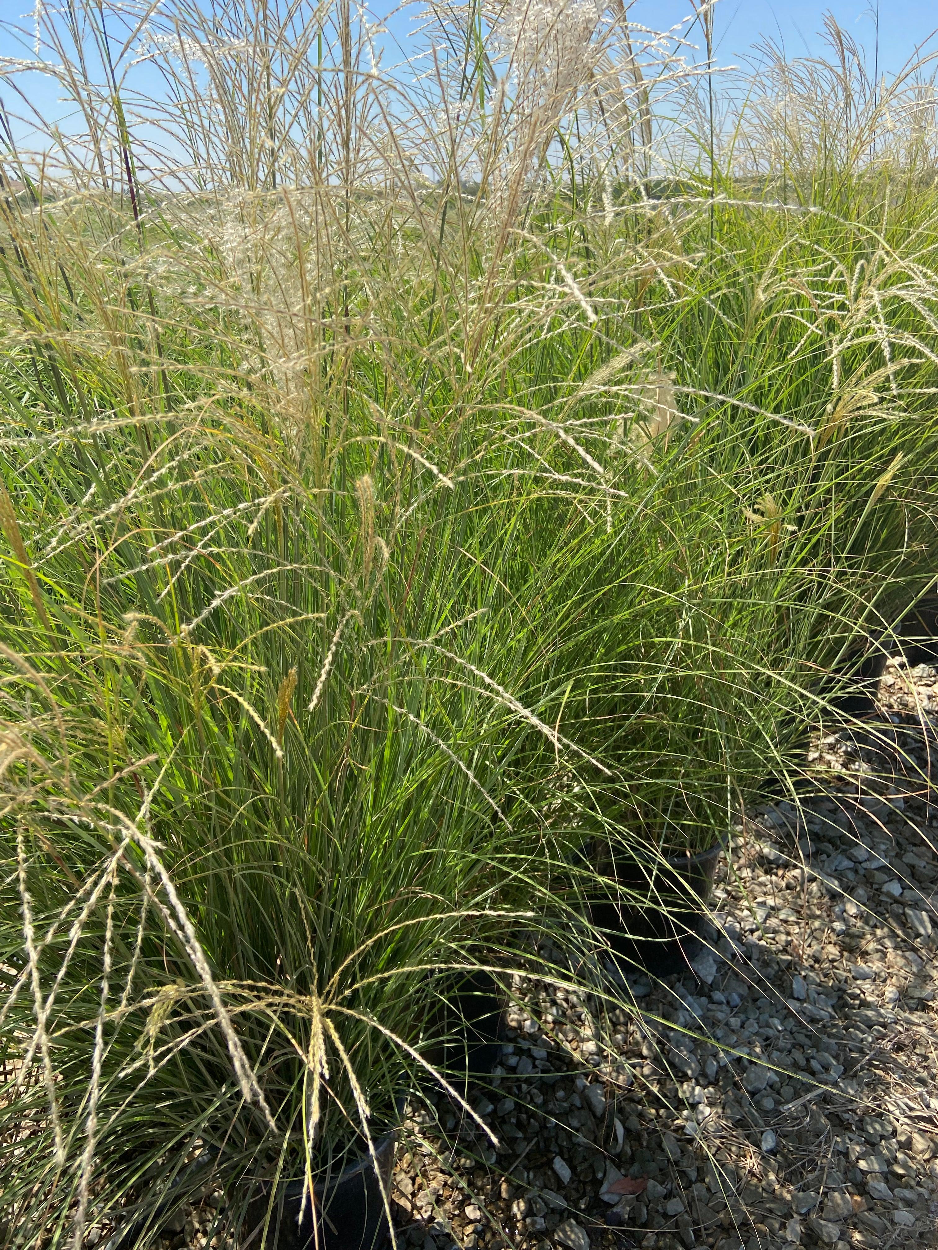 Variegated Maiden Grass - Miscanthus Gracillimus – Yardwork