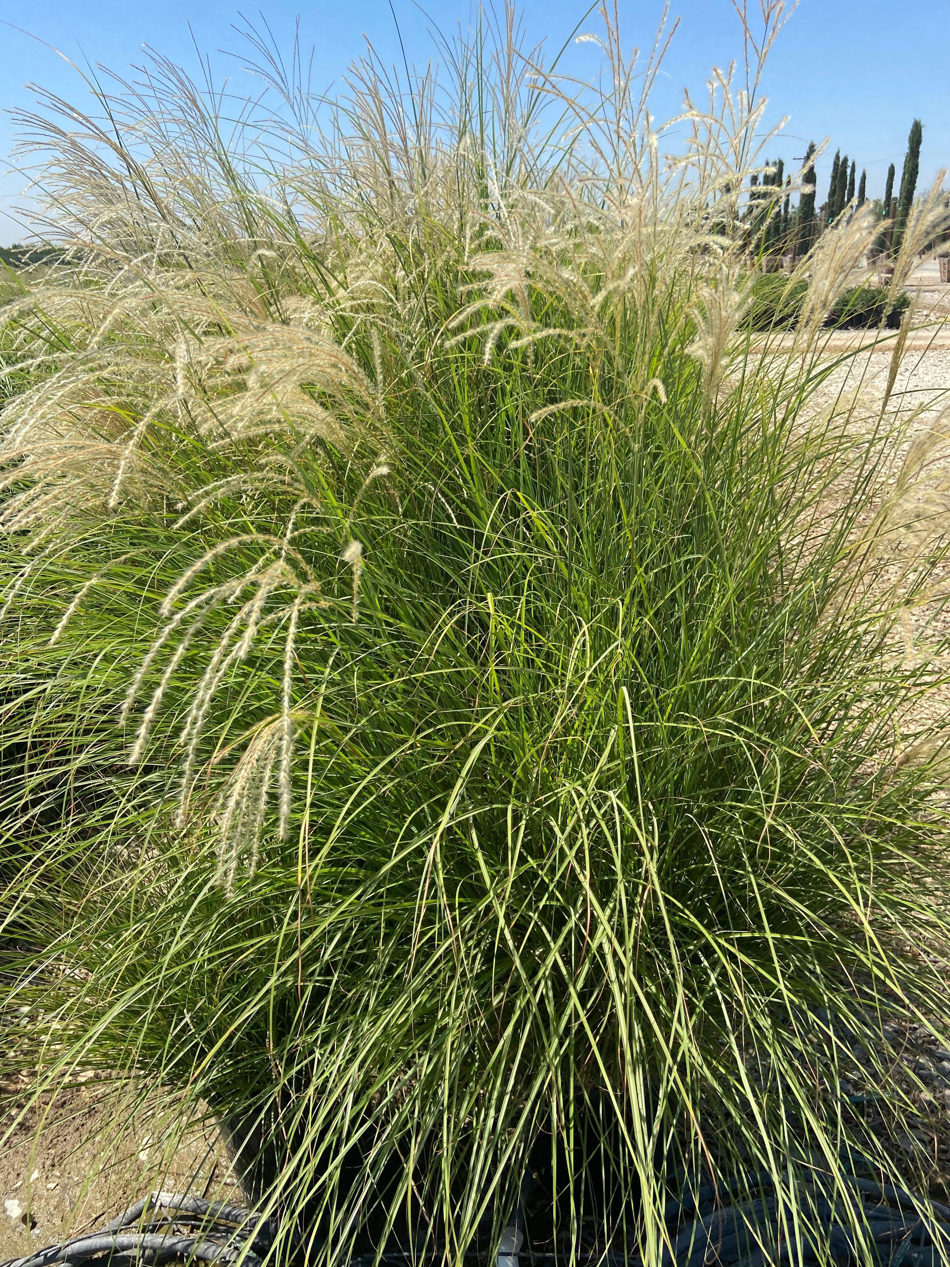 Variegated Maiden Grass - Miscanthus Gracillimus – Yardwork