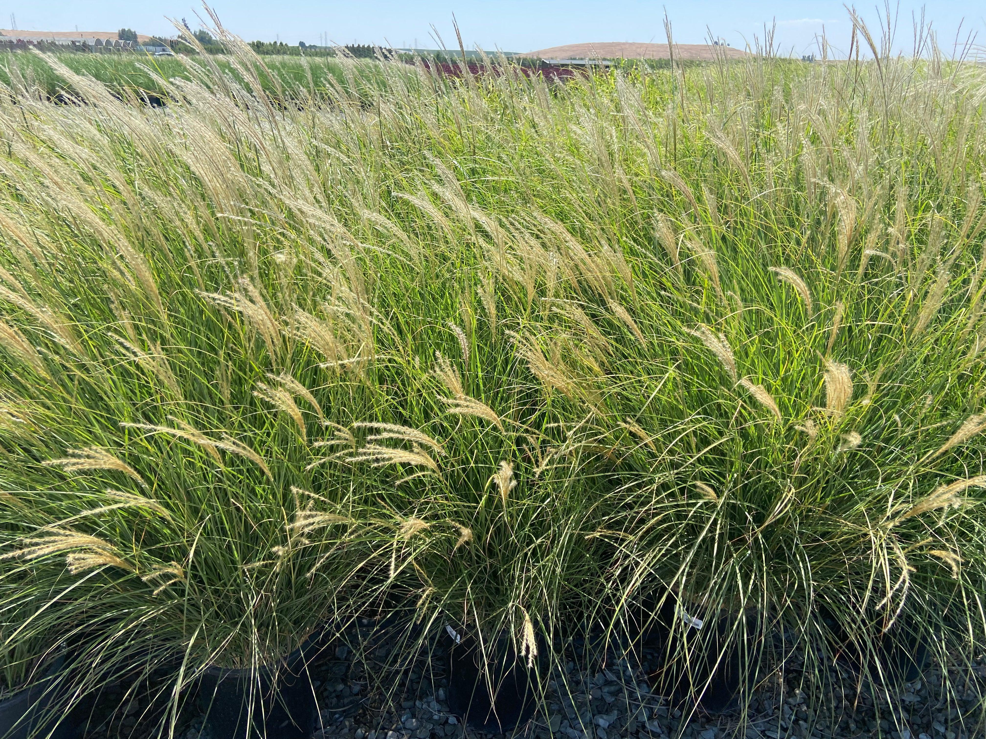 Dwarf Maiden Grass - Miscanthus Sinensis Yaku Jima – Yardwork