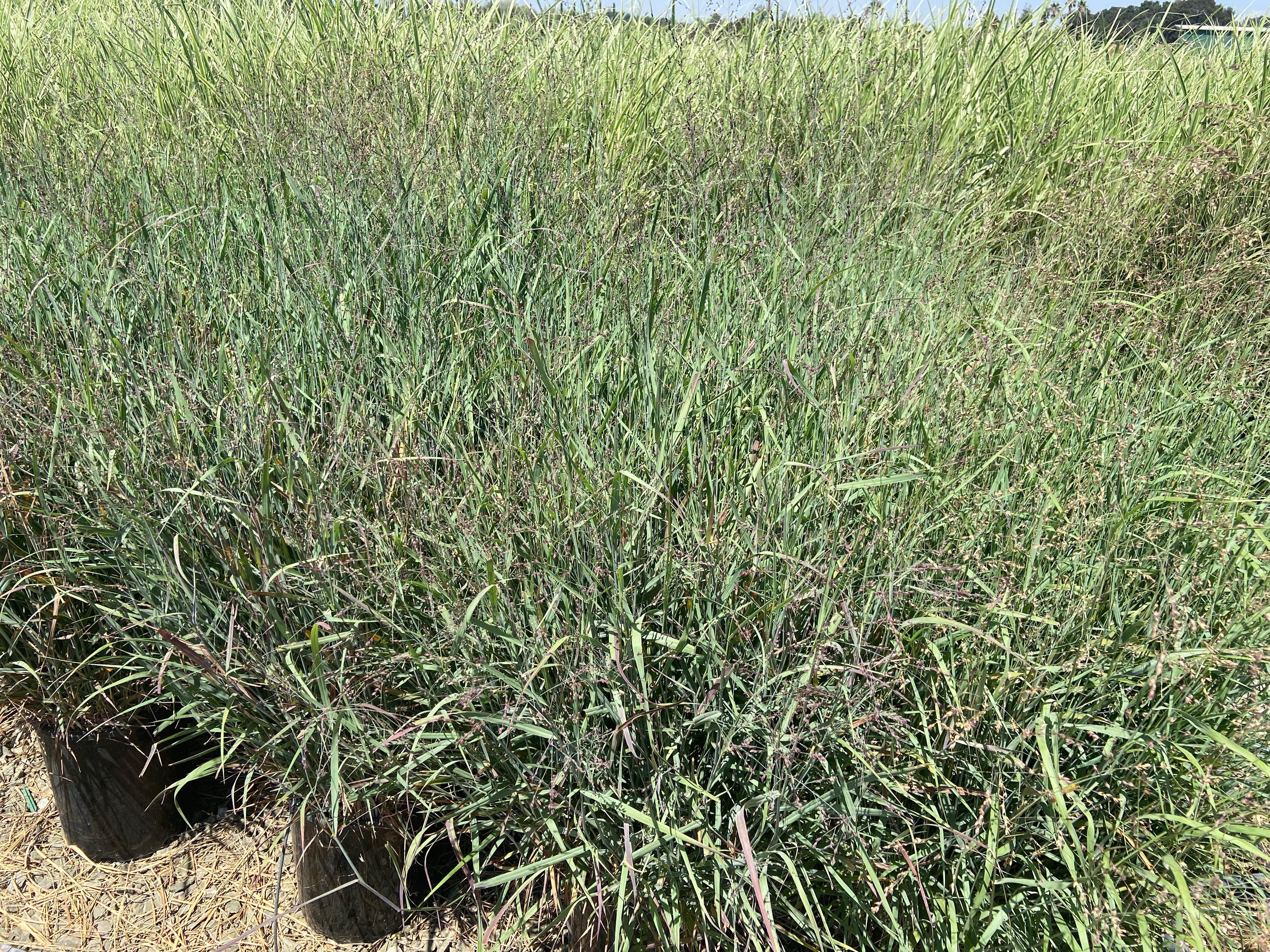 Blue Switchgrass - Panicum Variegatum Heavy Metal – Yardwork