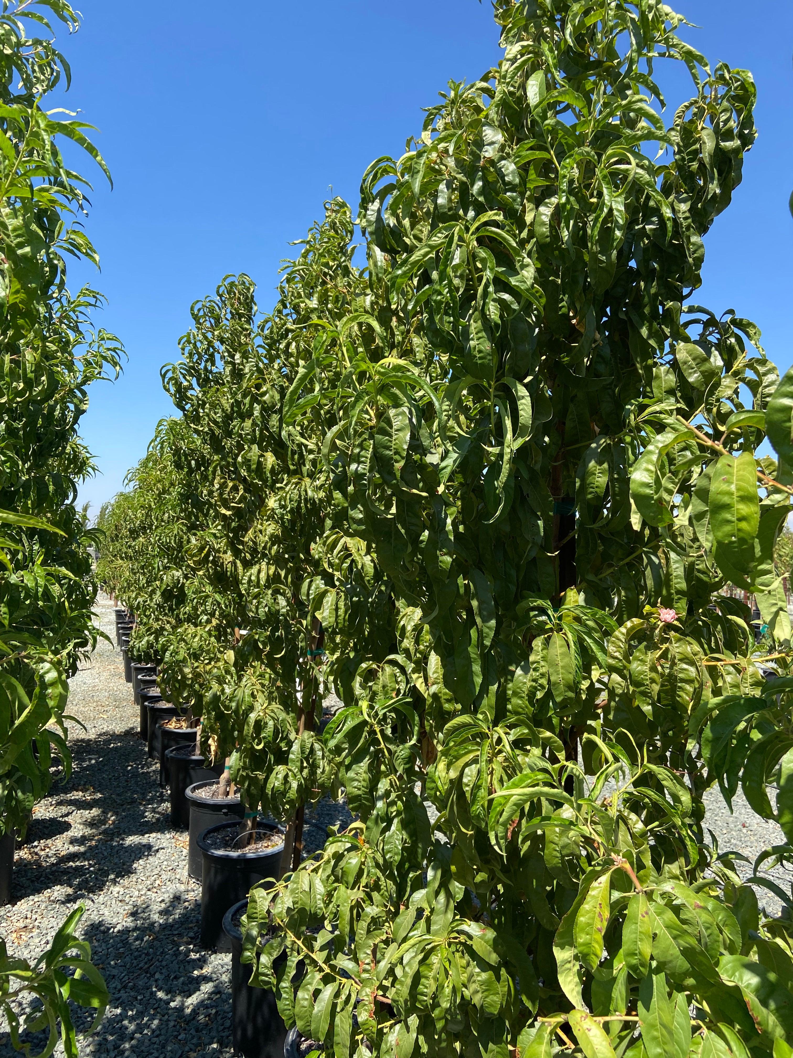 Nectarine Tree – Yardwork