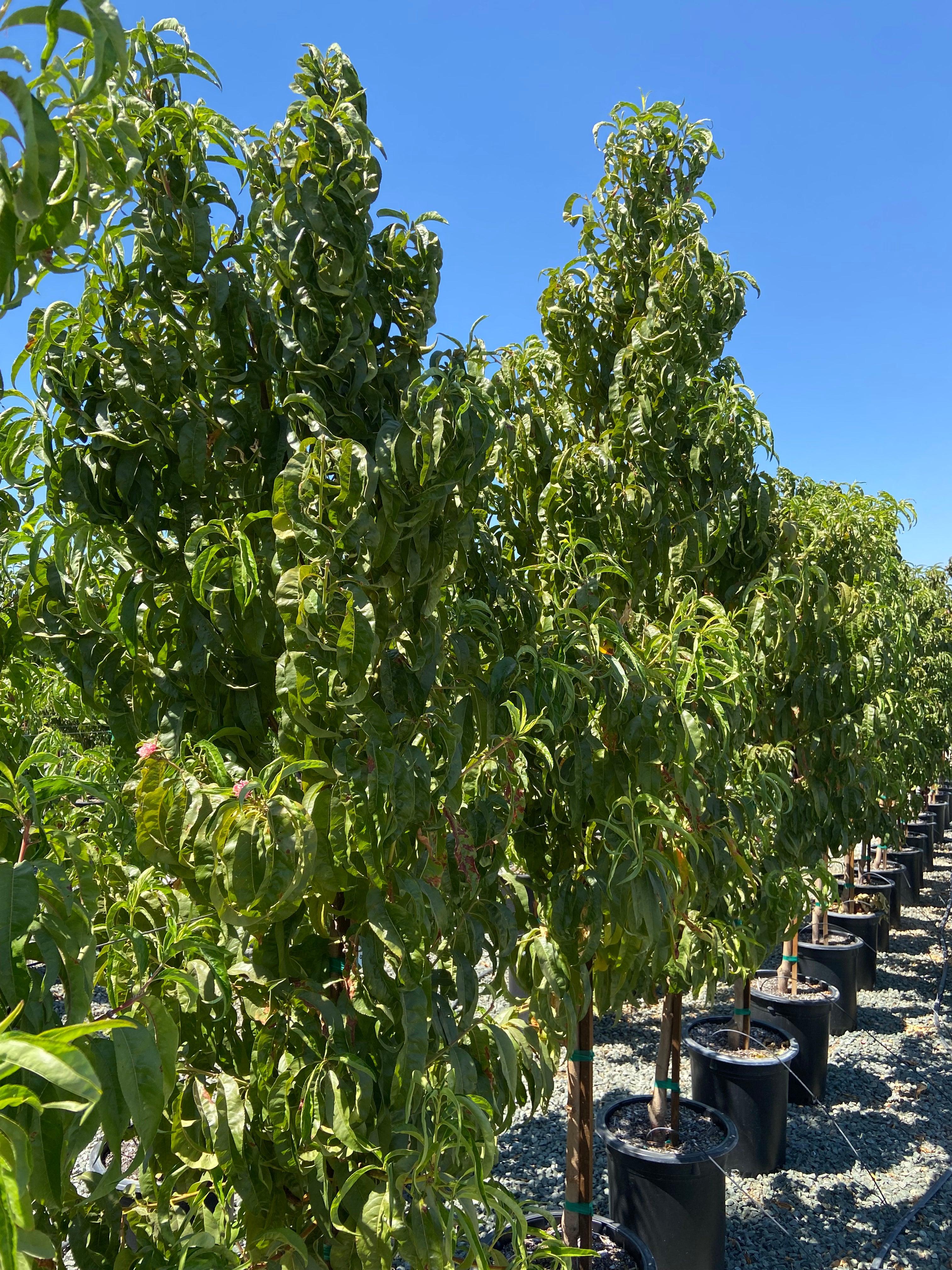 Nectarine Tree – Yardwork