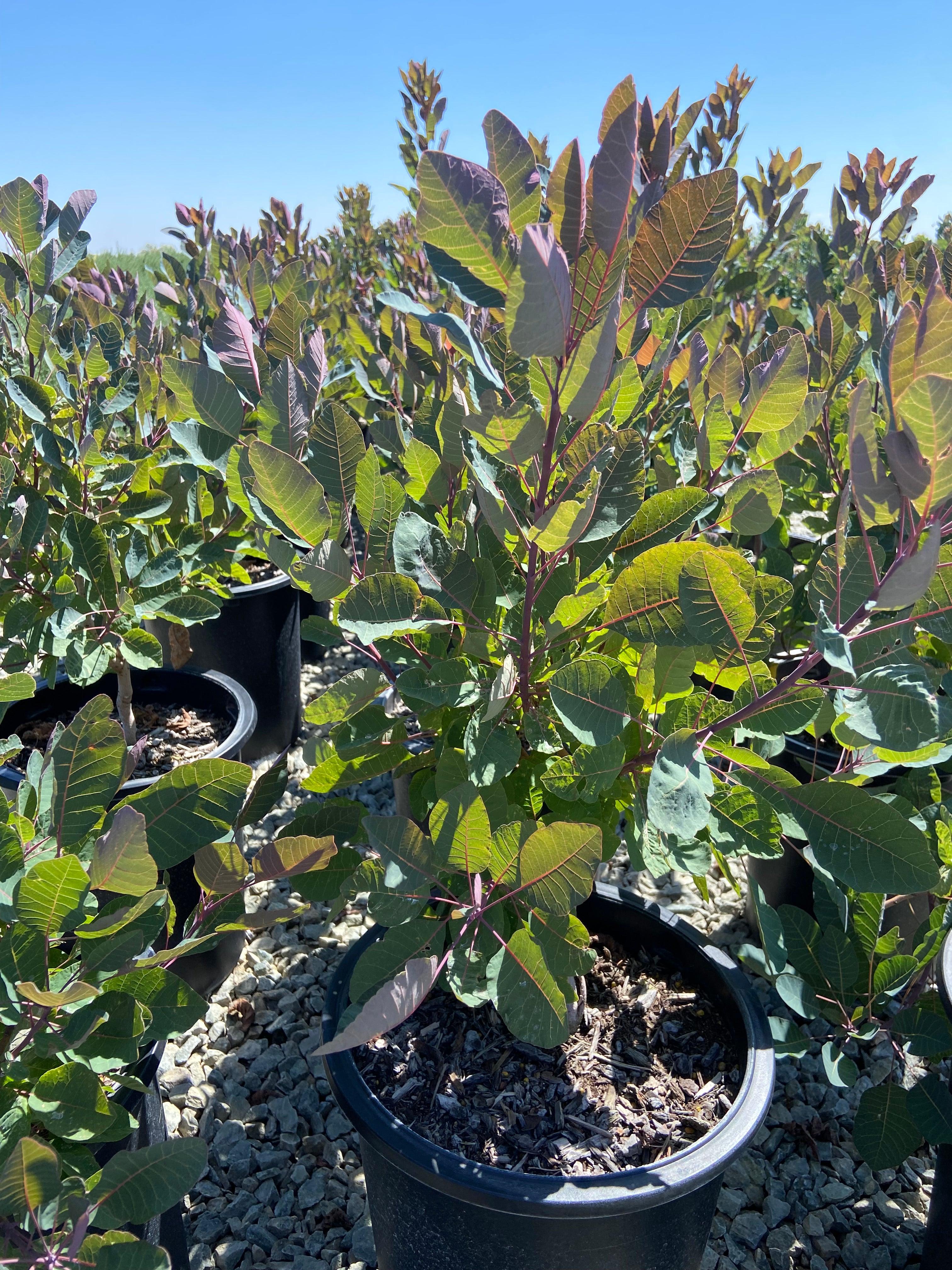 Grace Smoke Tree - Cotinus Grace – Yardwork