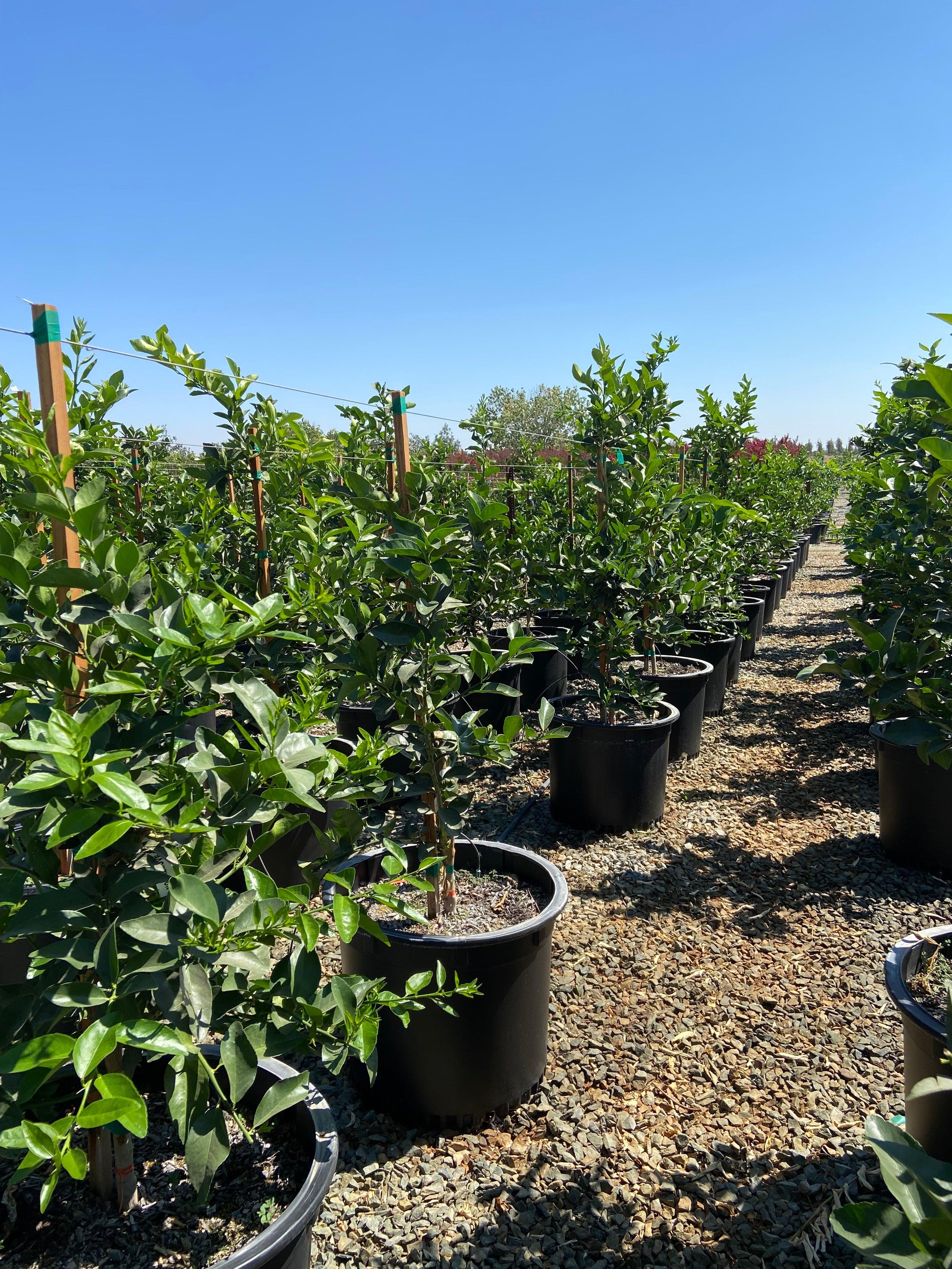 Washington Naval Orange Tree – Yardwork