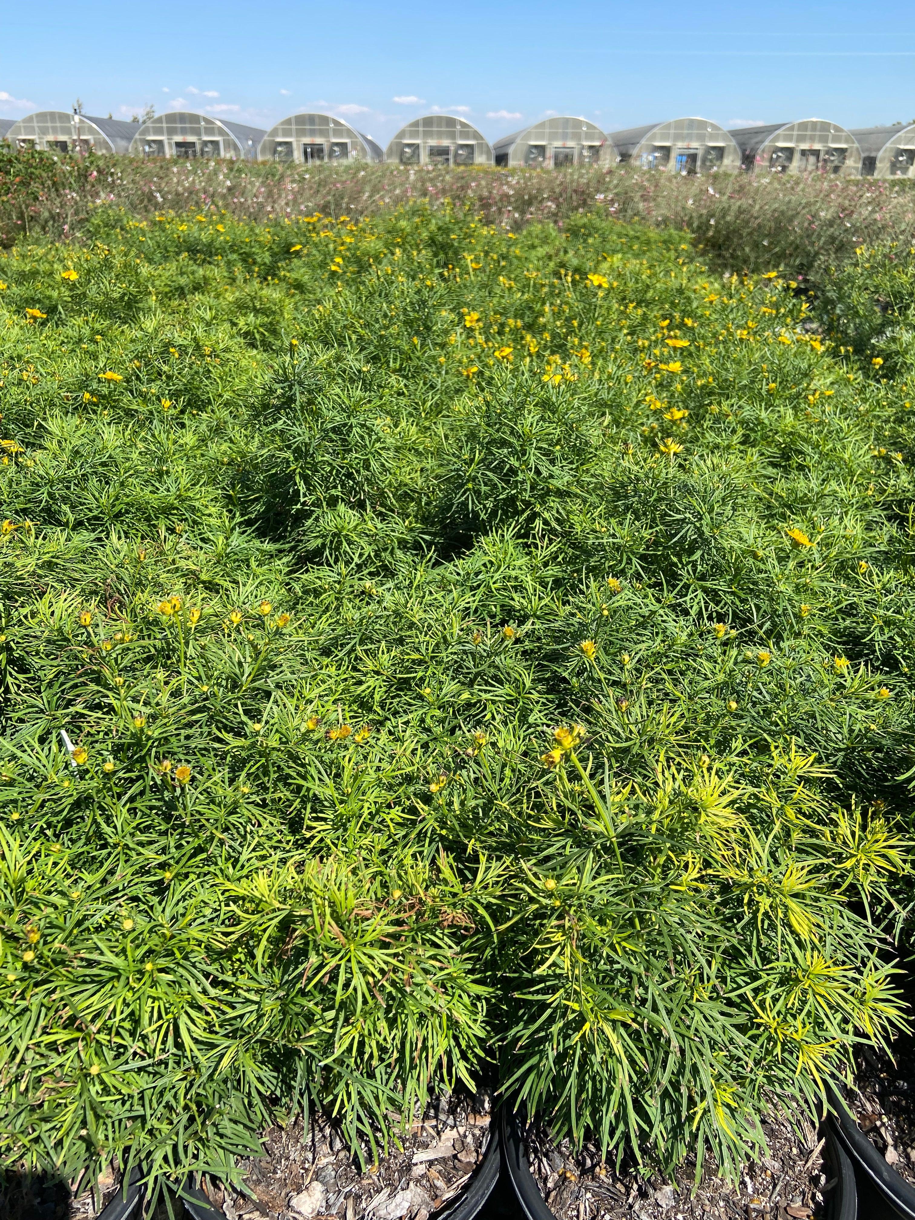 Threadleaf Coreopsis - Coreopsis Zagreb – Yardwork