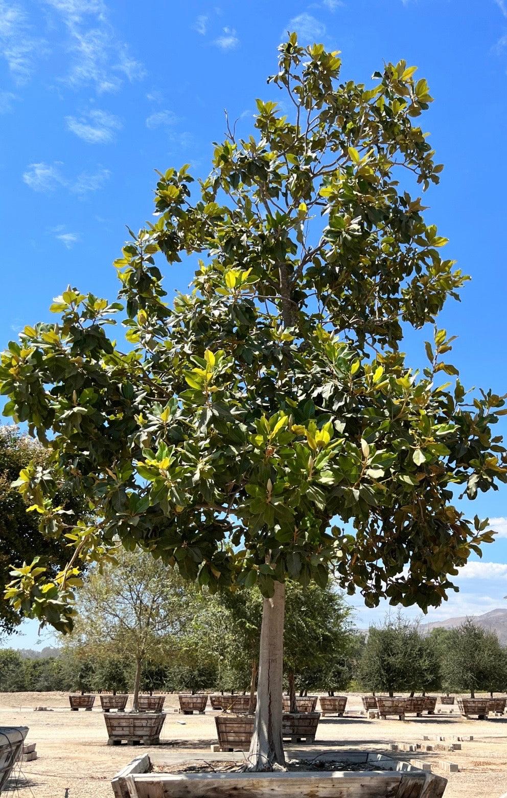 Southern Magnolia Trees For Sale (Magnolia Grandiflora) – Yardwork