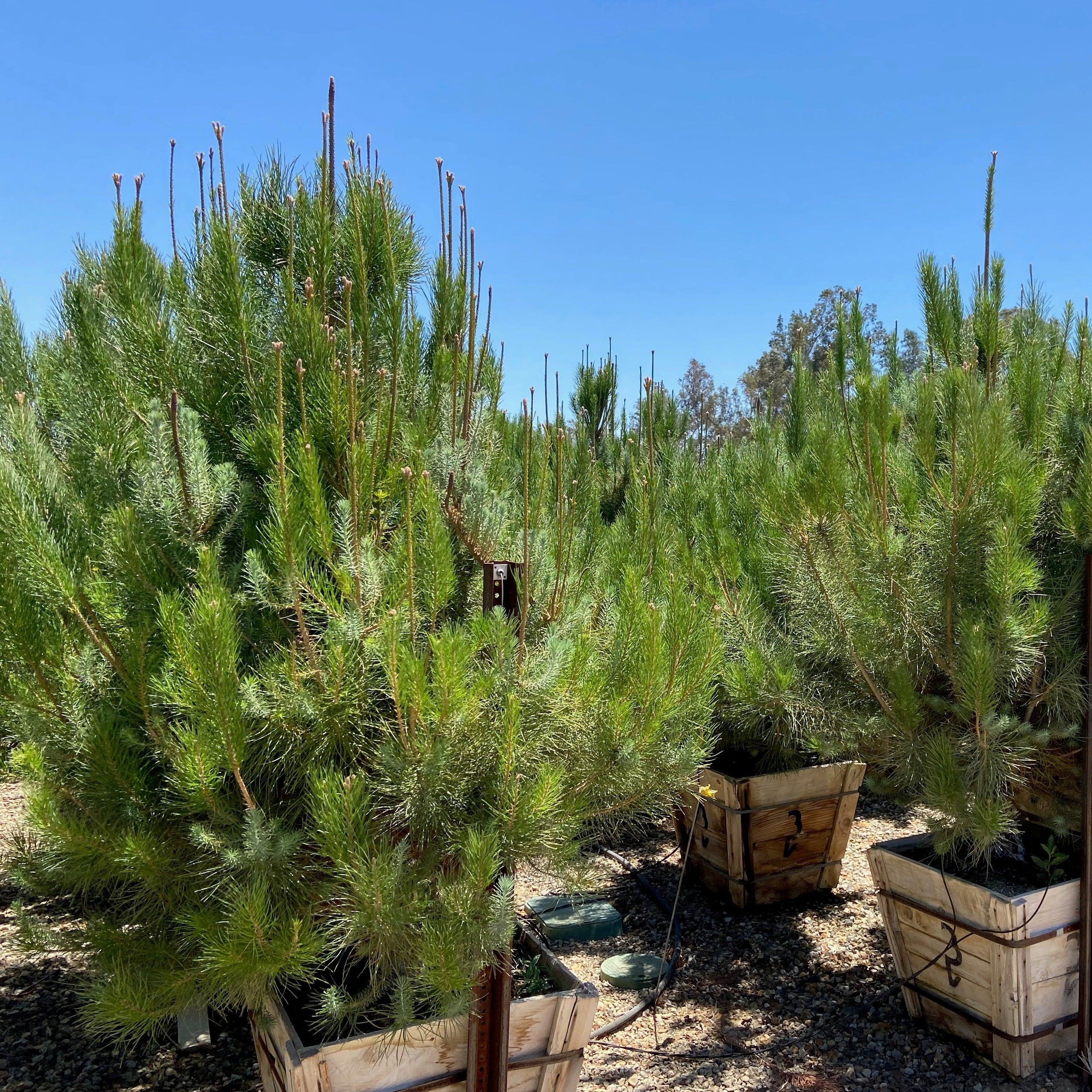 Italian Stone Pine - Pinus Pinea – Yardwork
