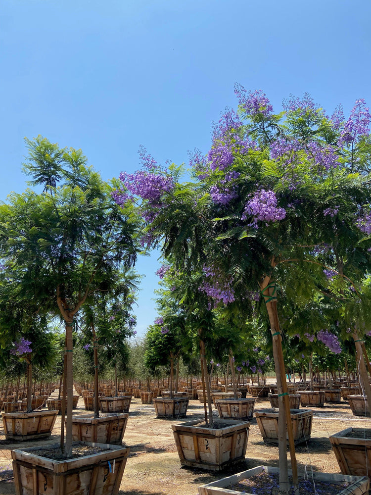 Italian Cypress Tree for Sale | 10 Ft - 30 Ft Italian Cypress Trees ...