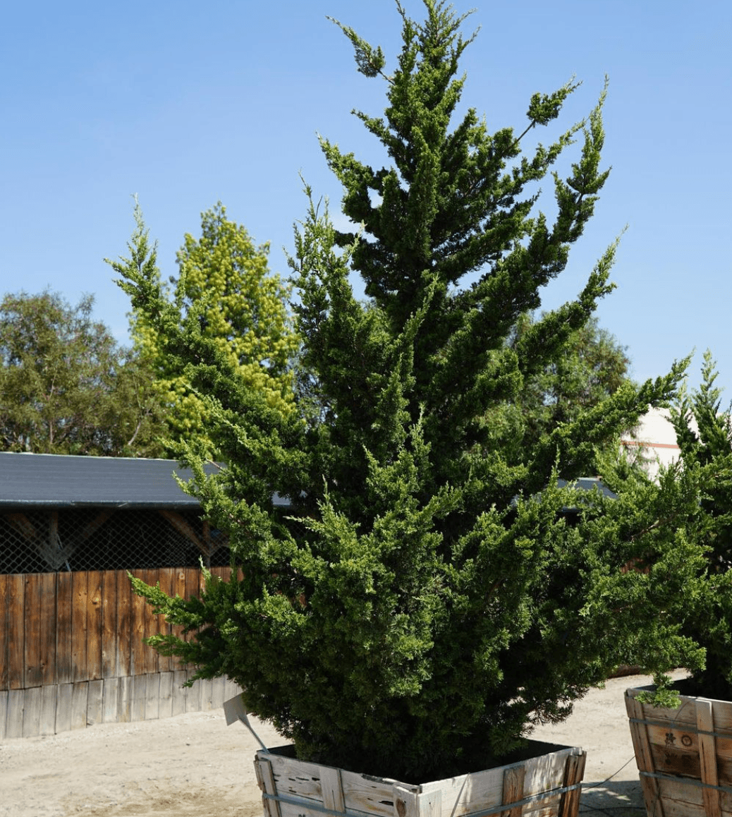 Juniperus Chinensis Tree