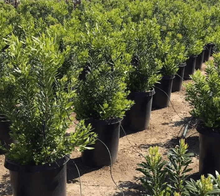 Pacific Wax Myrtle for Sale | Myrica californica | Use Yardwork