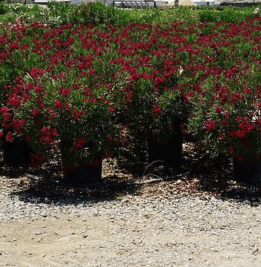 Oleander 'Little Red' – Yardwork