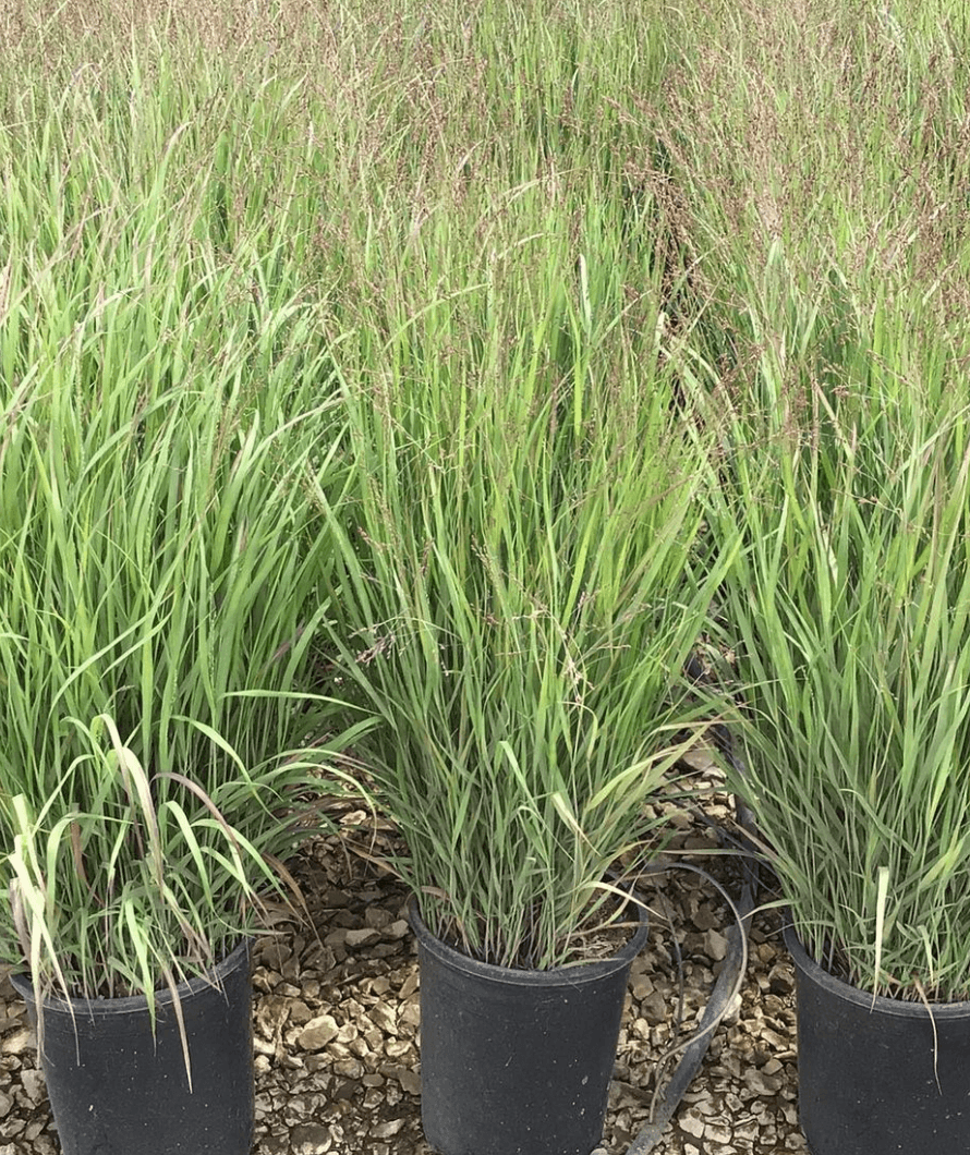 Shenandoah Switch Grass - Panicum virgatum 'Shenandoah' – Yardwork