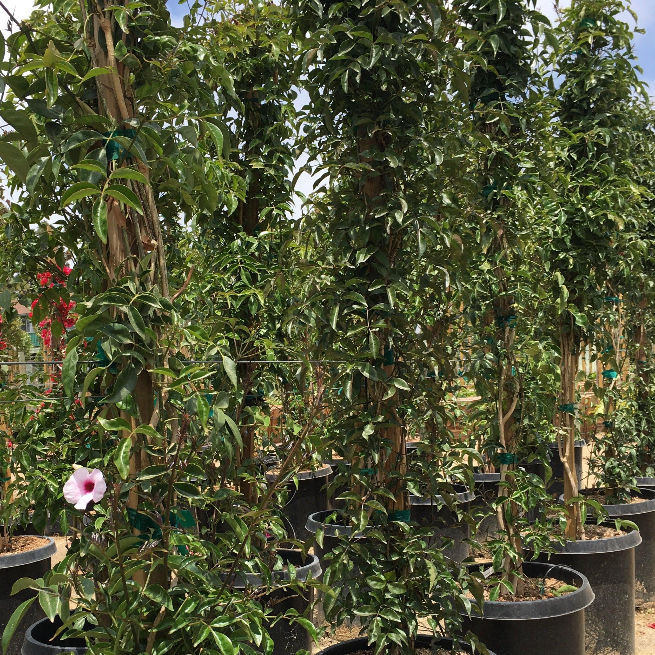 Pink Bower Vine (Pandorea jasminoides 'Rosea') – Yardwork