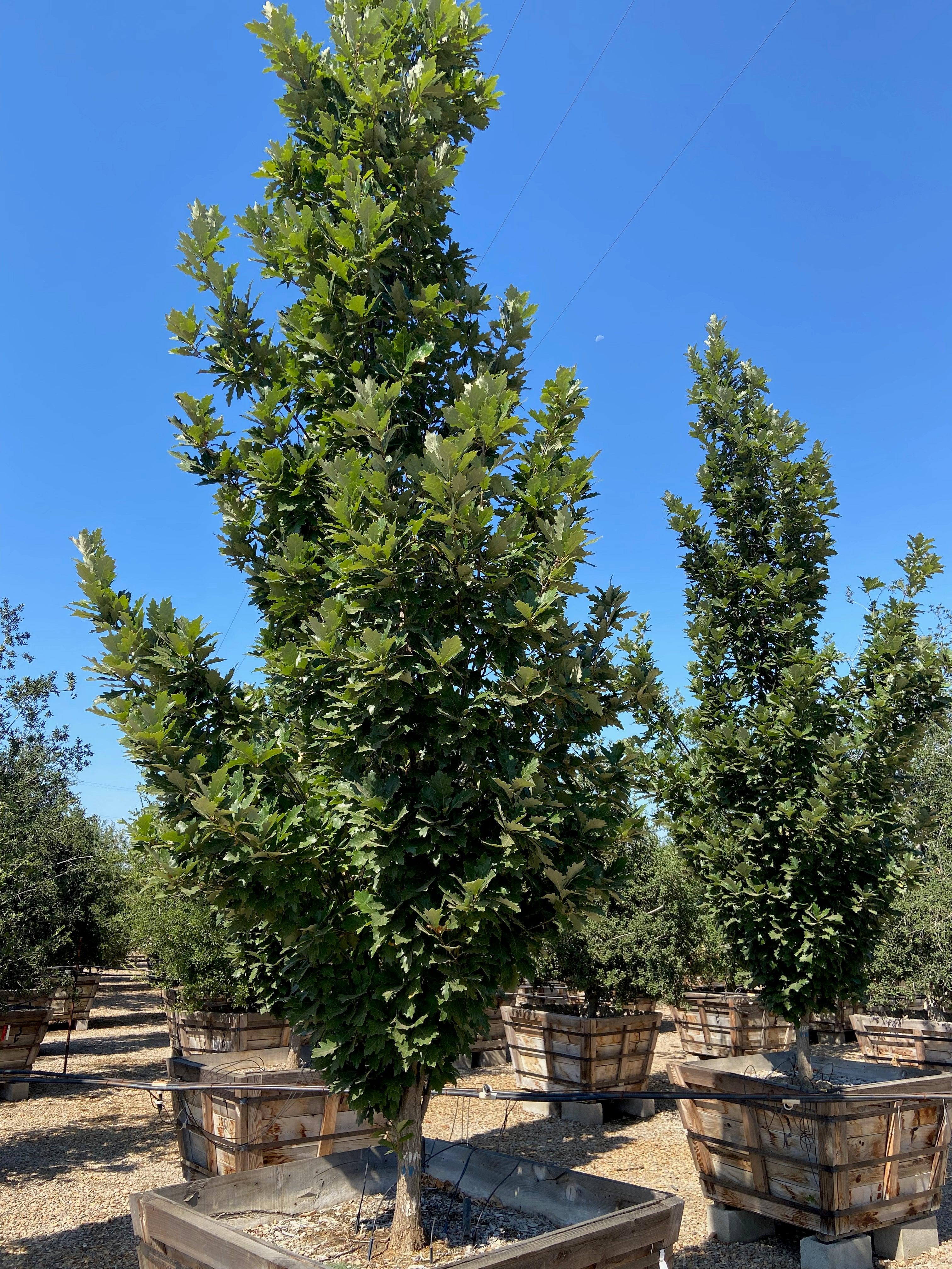 Kindred Spirit Oak (Quercus Robur Kindred Spirit) – Yardwork