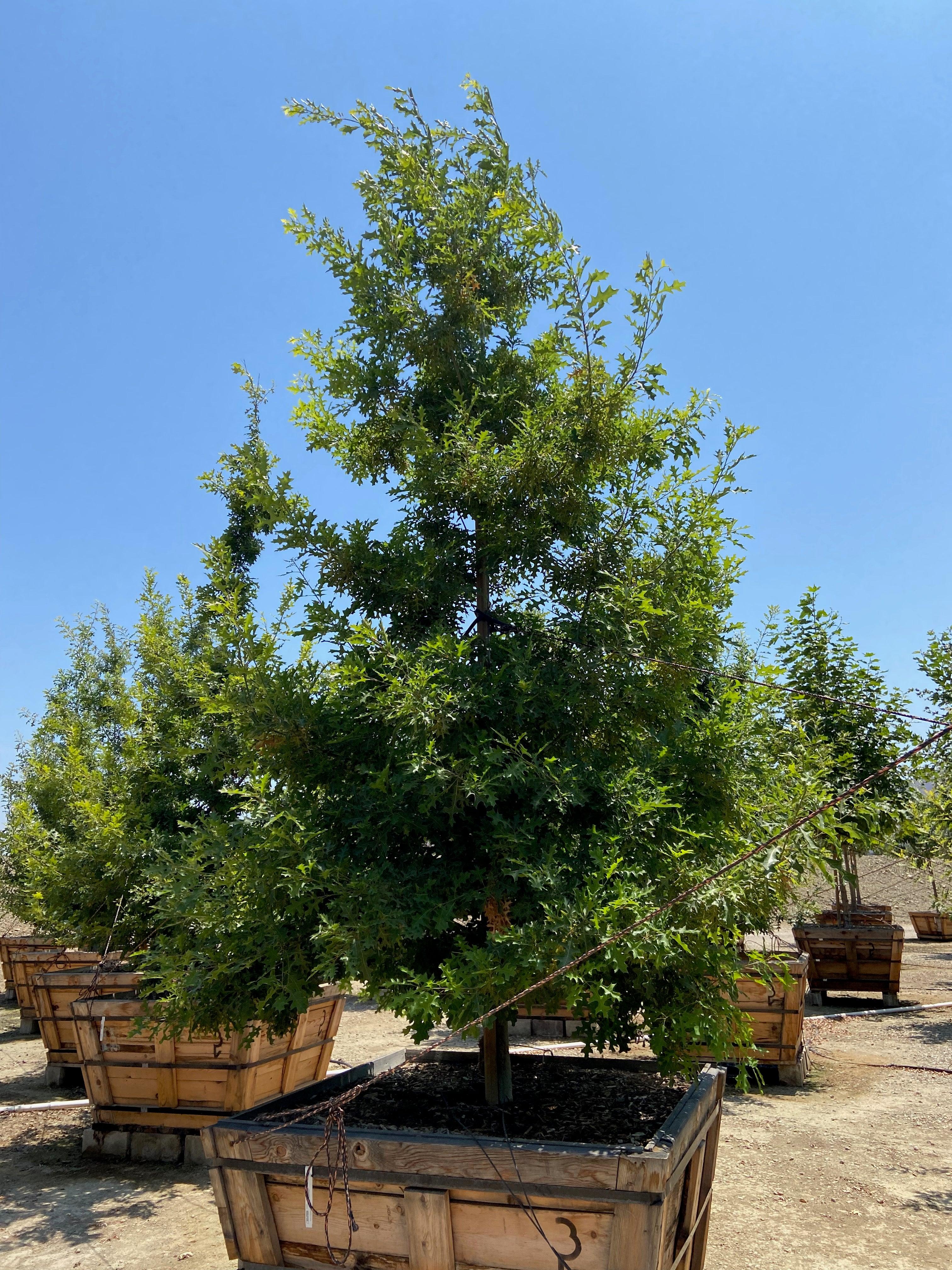 Texas Red Oak - Quercus Buckleyi – Yardwork