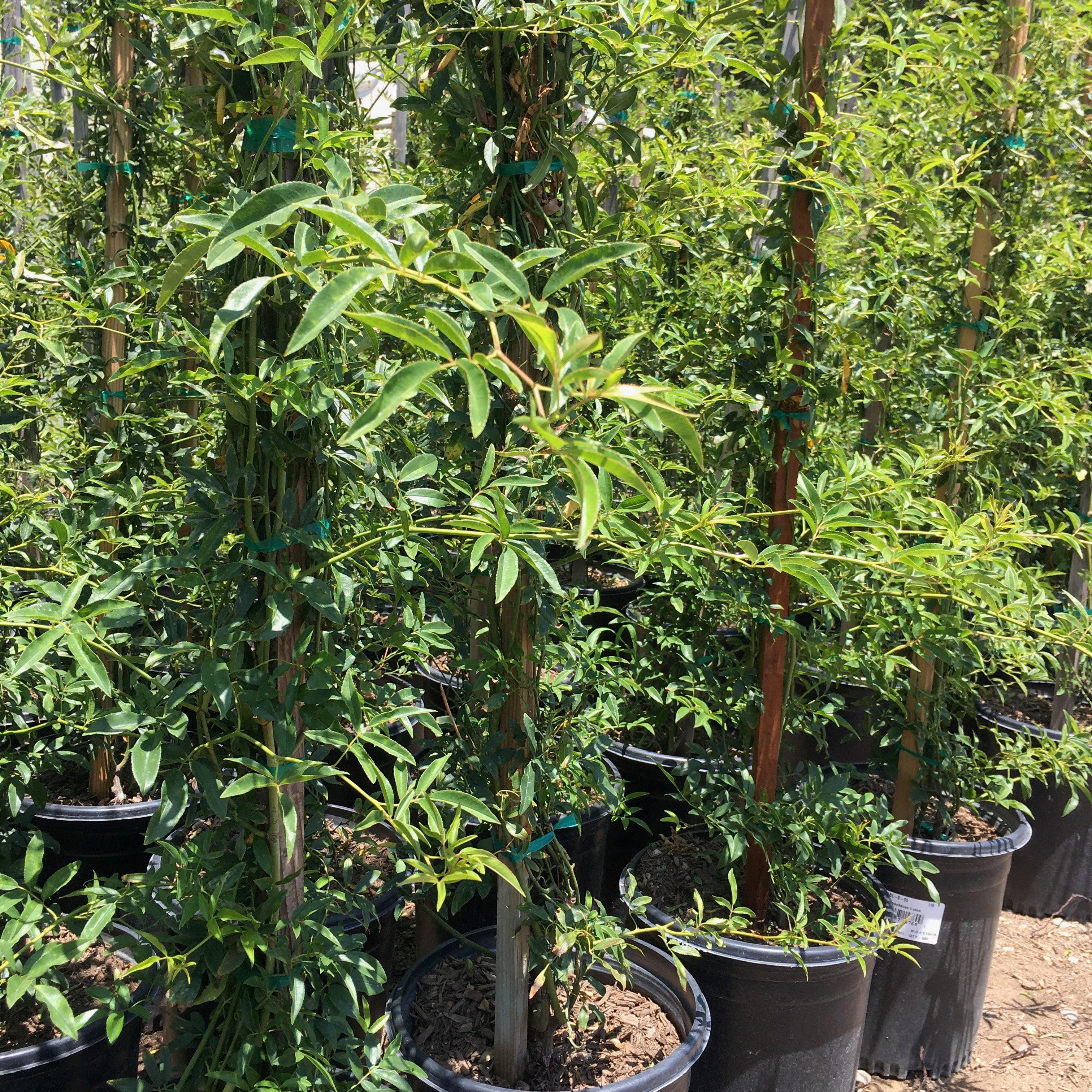 Yellow Lady Banks Climbing Rose (Rosa banksiae 'Lutea') – Yardwork