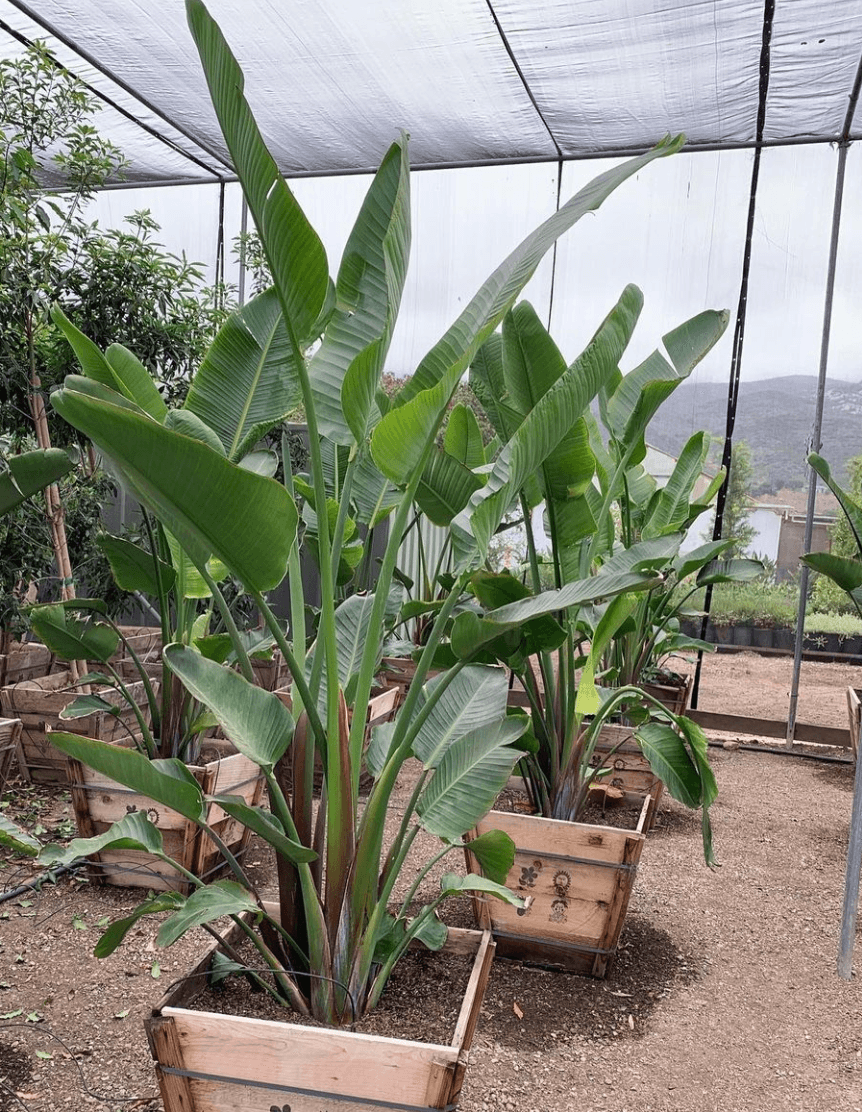 Strelitzia Reginae Dwarf
