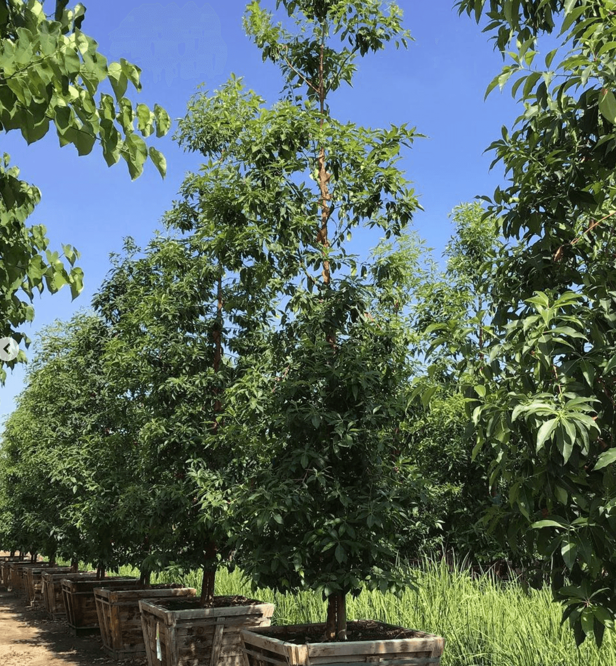 Brisbane Box Tree - Tristania – Pulled Nursery