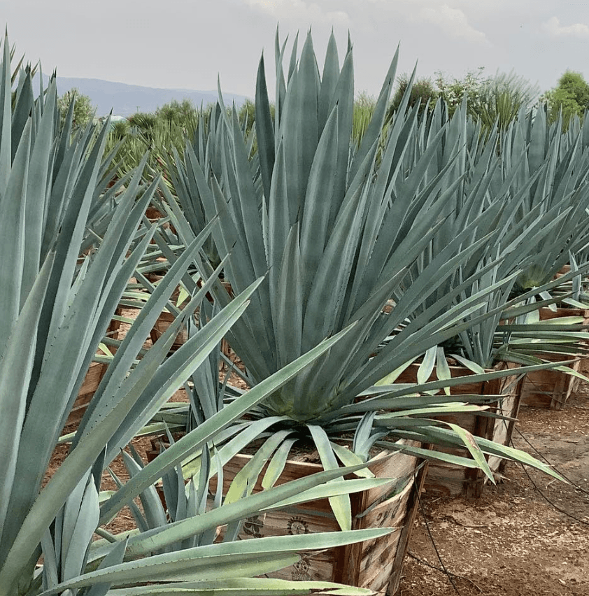 Blue Agave Plant