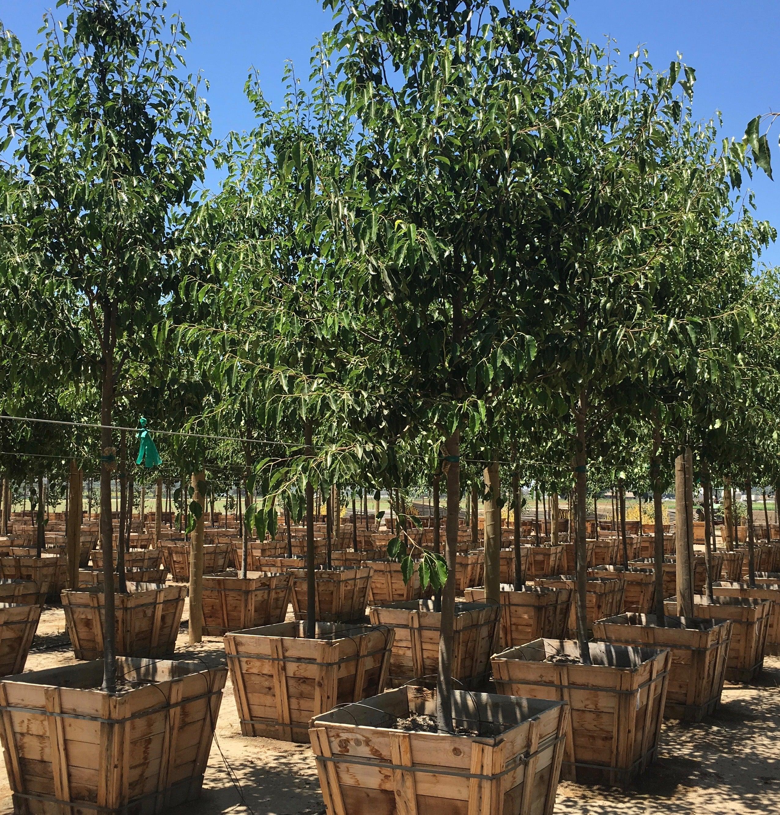 Mature Trees for Sale | Large Trees for Sale Online | Yardwork Nursery