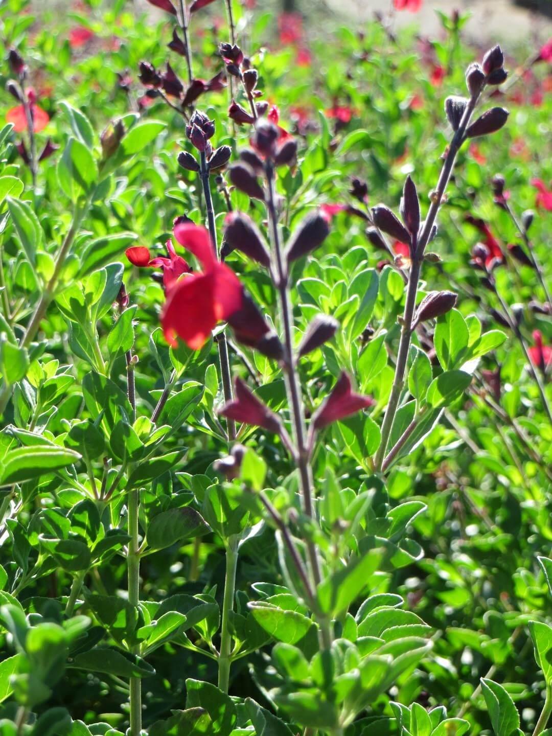 Autumn Sage (Salvia Greggii Red) – Yardwork
