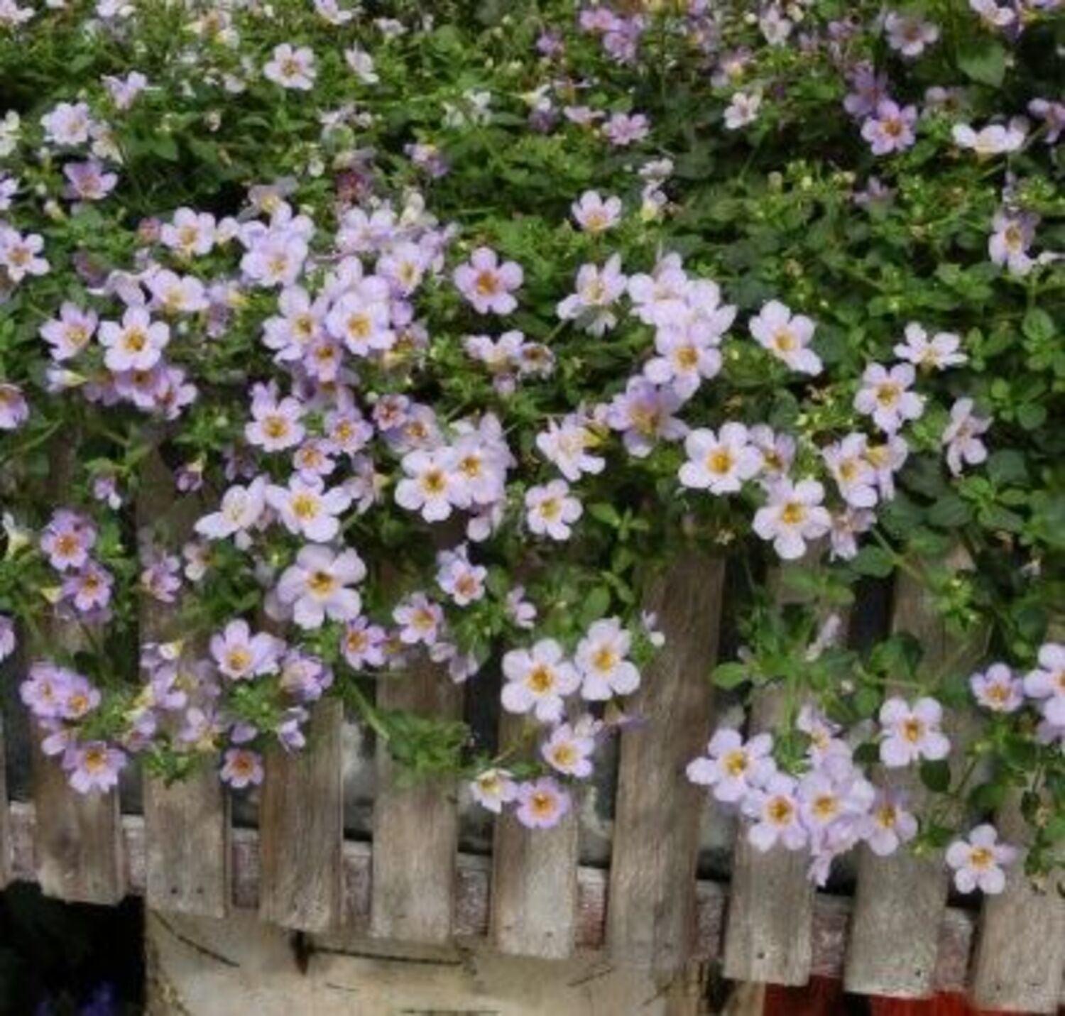 Bacopa Blutopia – Yardwork