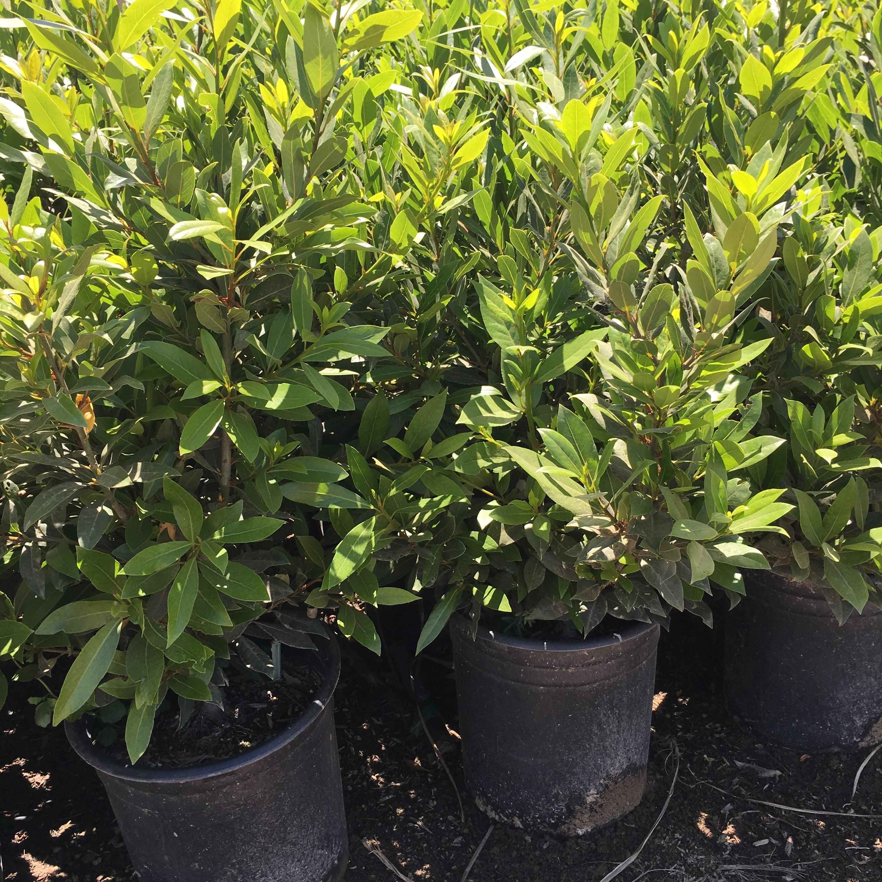 Bay Laurel Hedge (Laurus Nobilis) – Yardwork