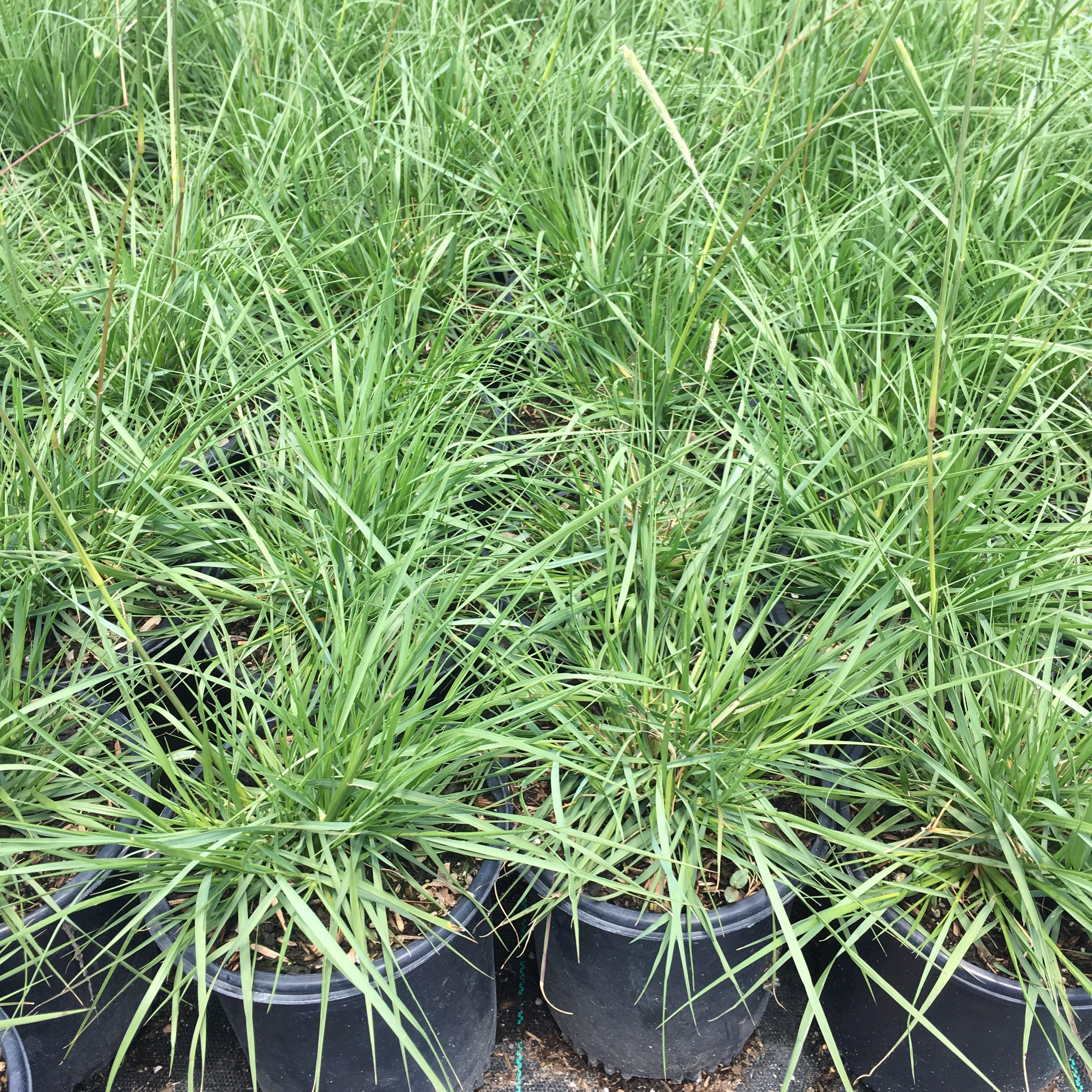 California Meadow Sedge (Carex Pansa) – Yardwork