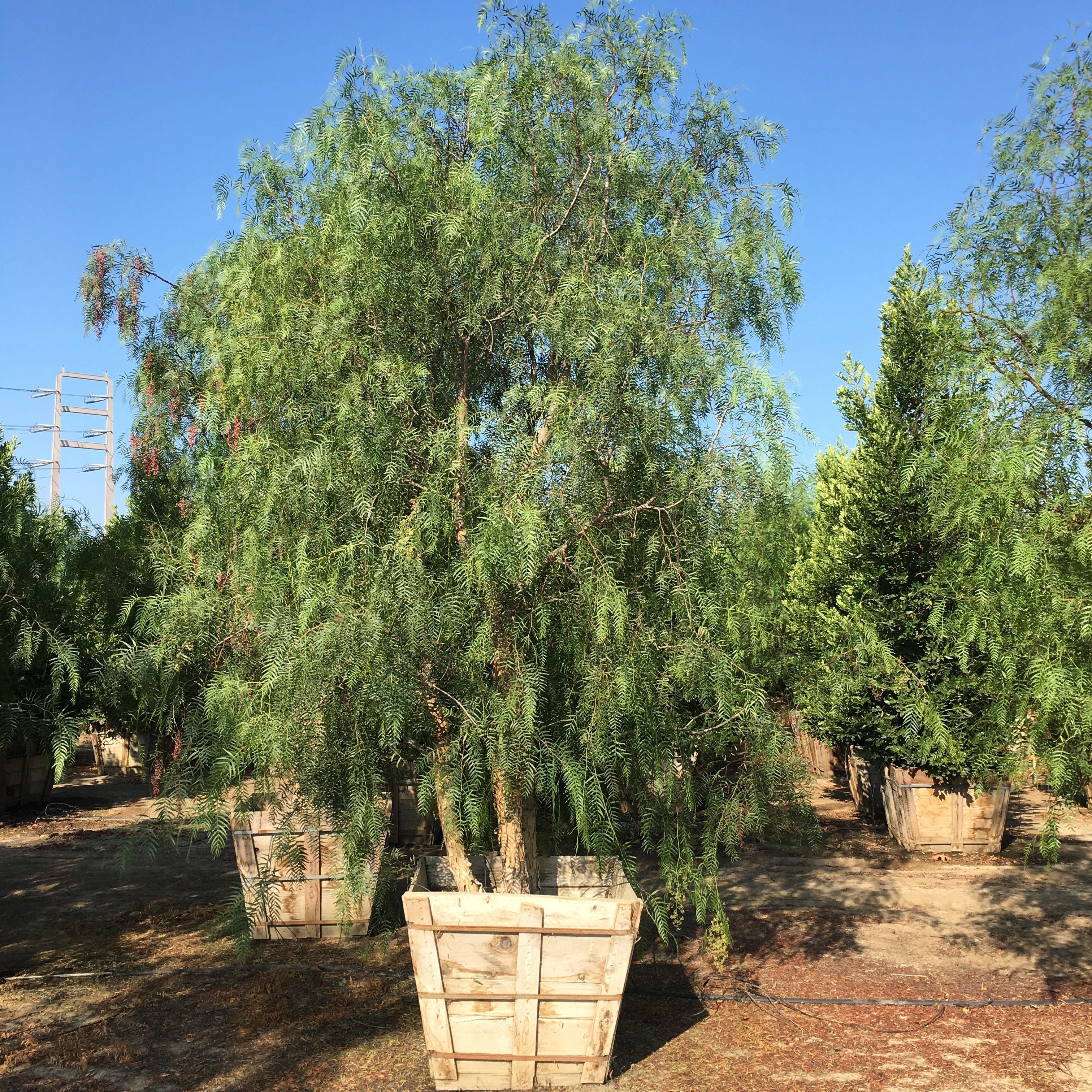 California Pepper Tree for Sale (Schinus Molle) – Yardwork