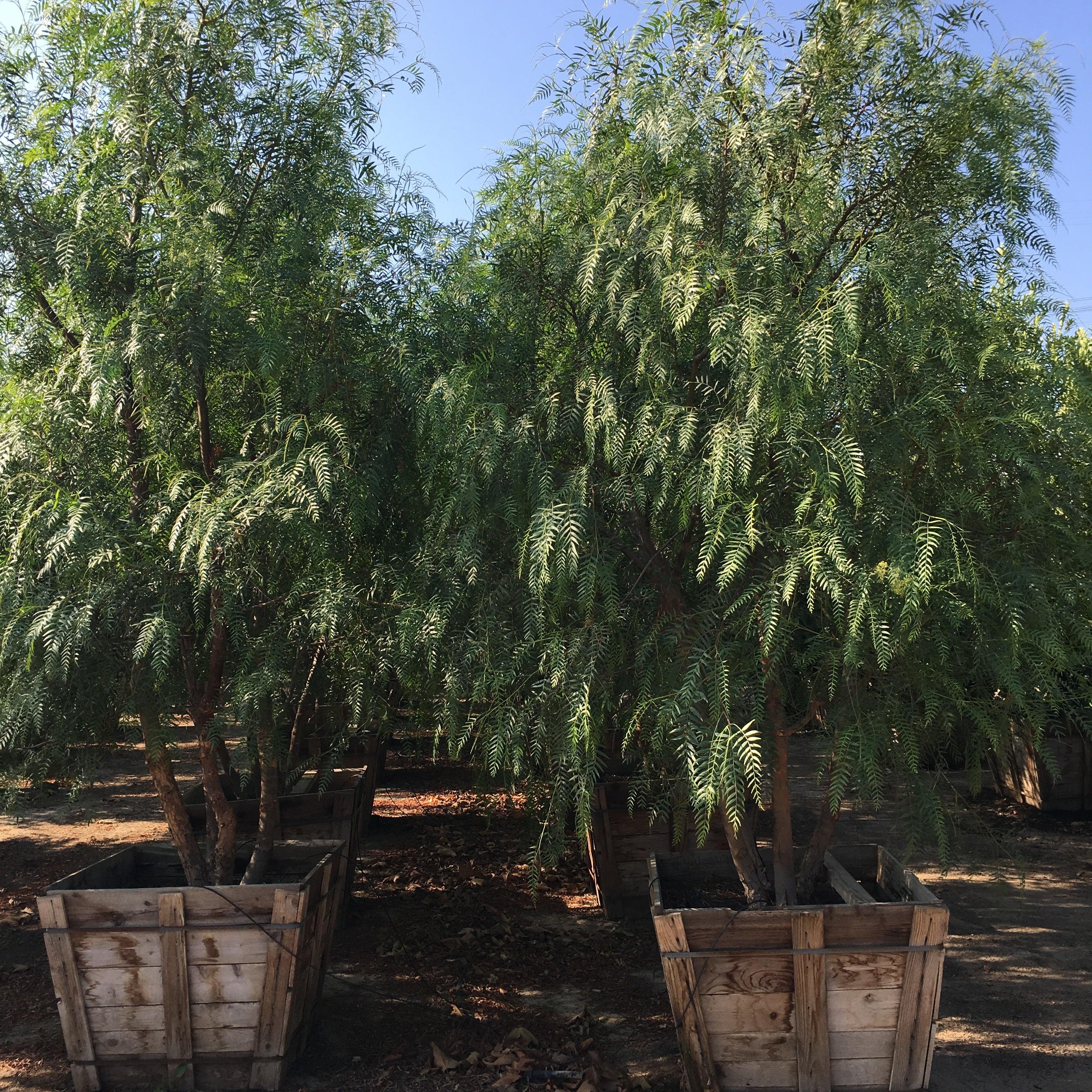 California Pepper Tree for Sale (Schinus Molle) – Yardwork