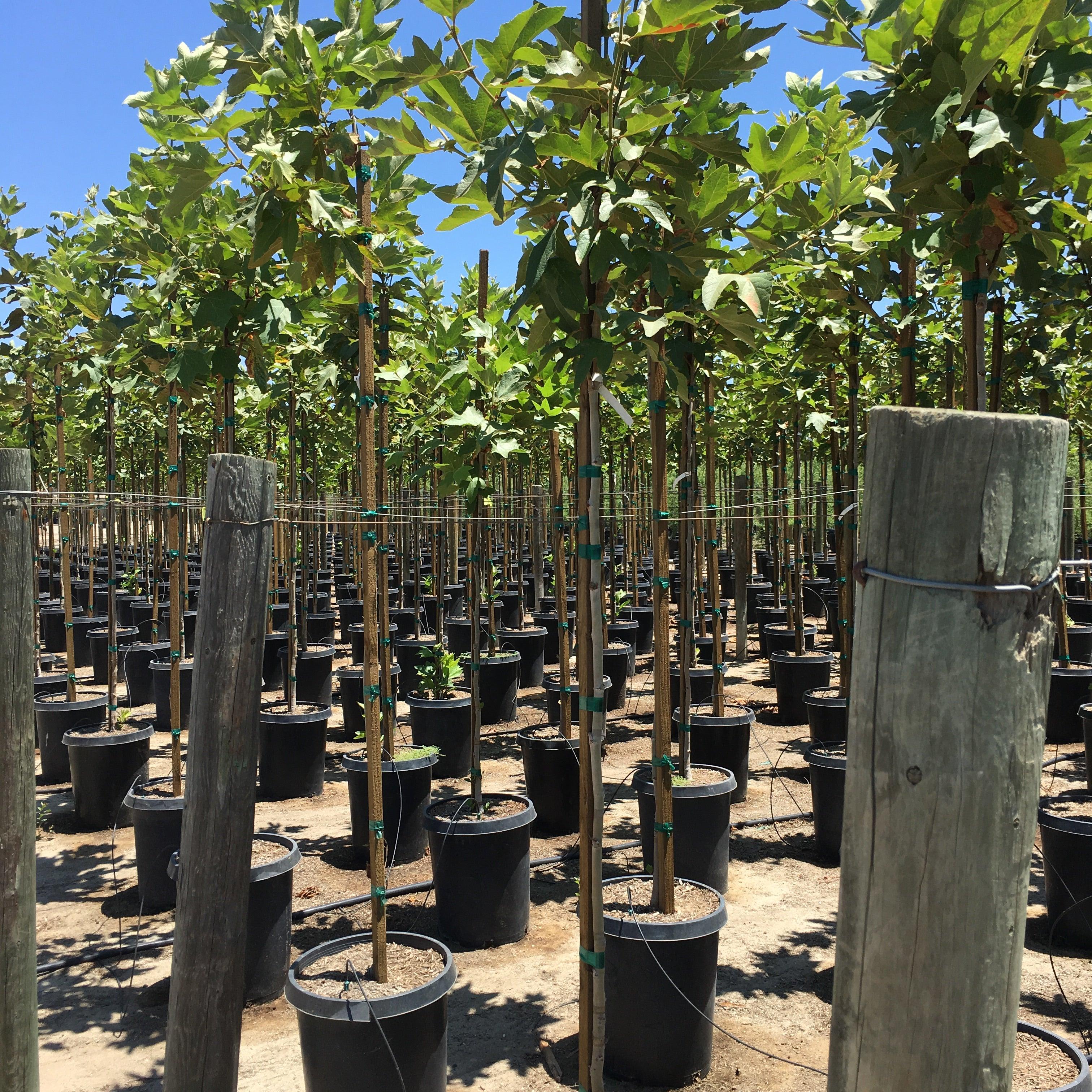 California Sycamore (Platanus Racemosa) – Pulled Nursery
