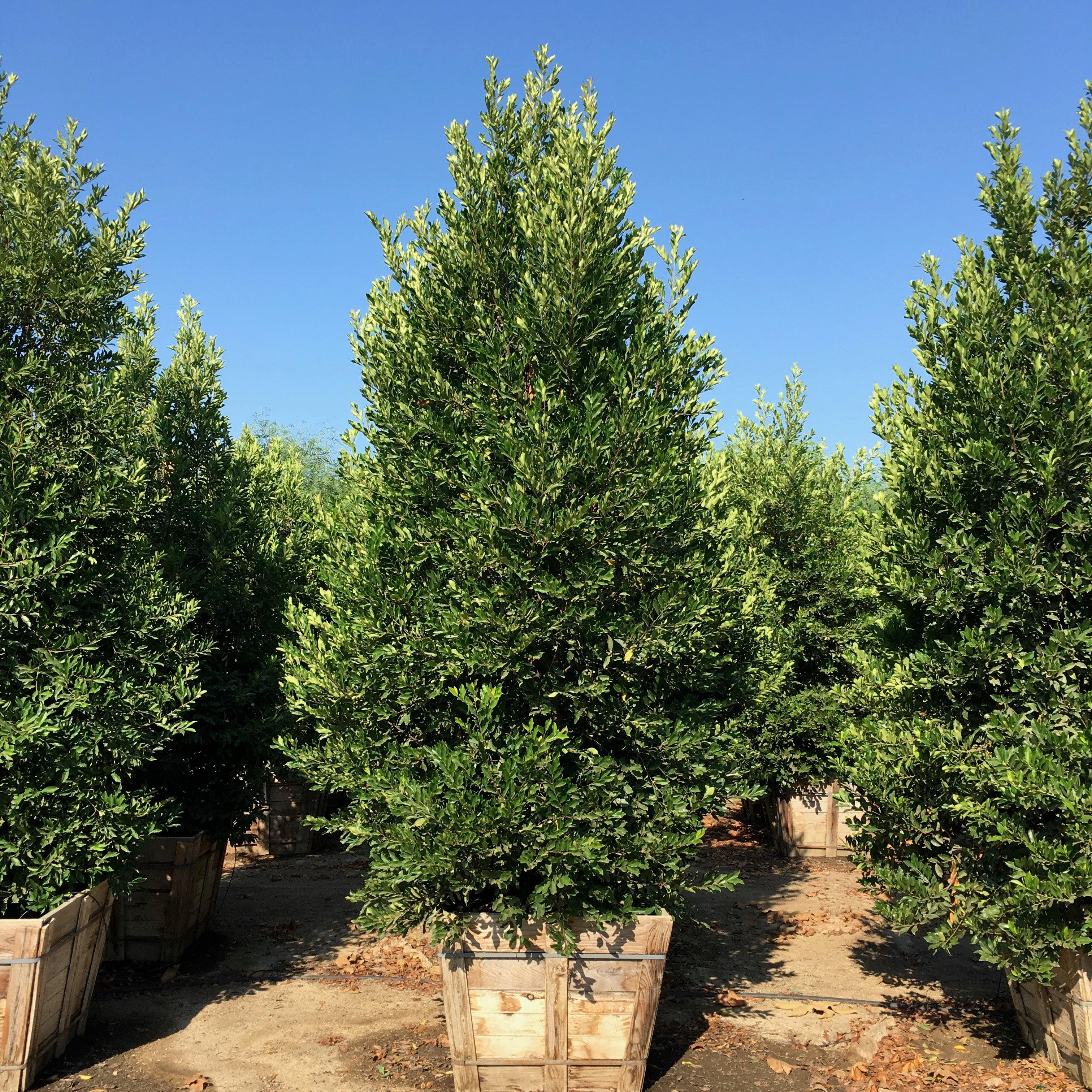 Carolina Cherry Laurel for Sale | Prunus Caroliniana Compacta – Yardwork